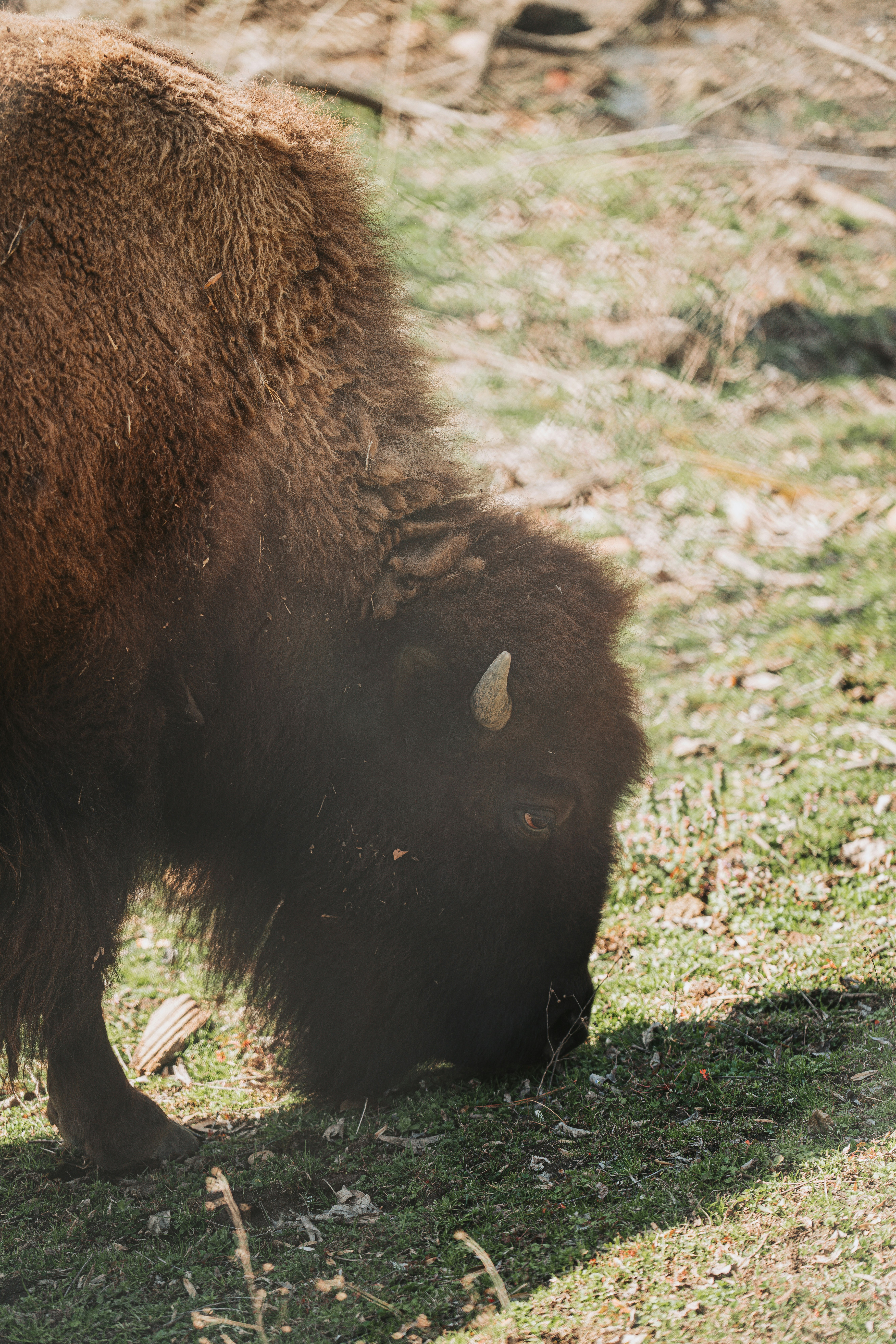 Grazing Bison in Dappled Light