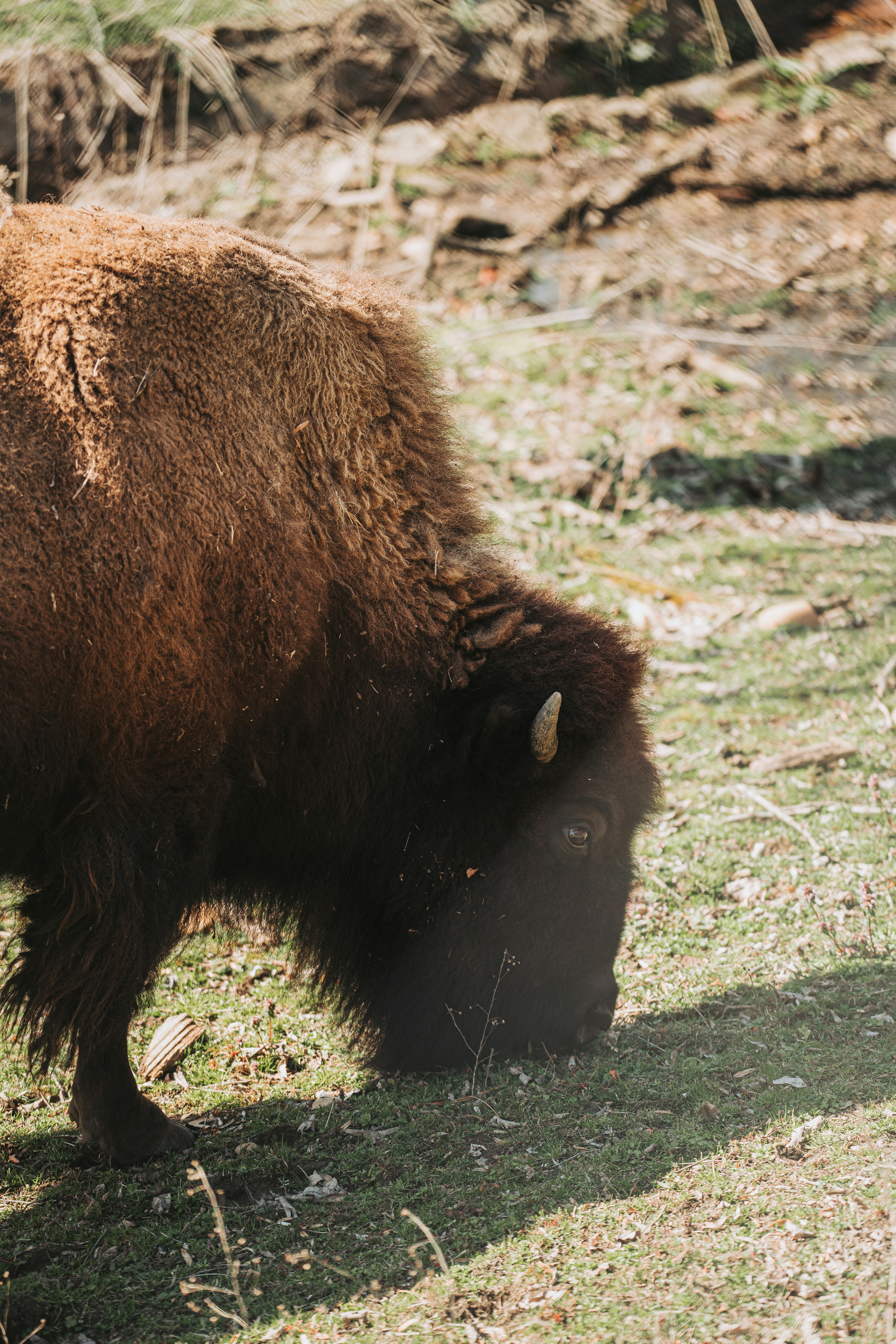Grazing Bison in Dappled Sunlight