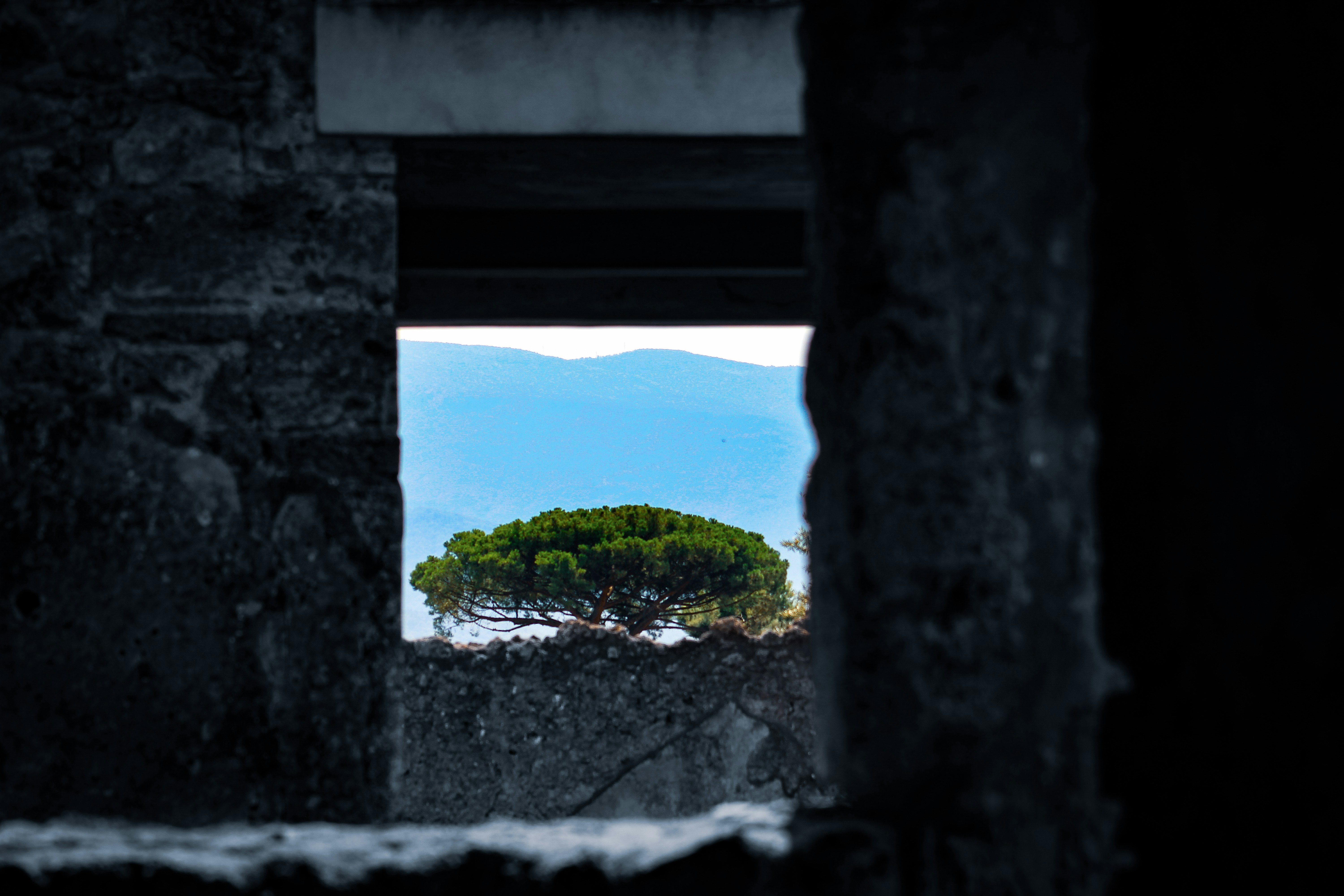 A lone pine framed by ancient stones: a distant horizon through a doorway