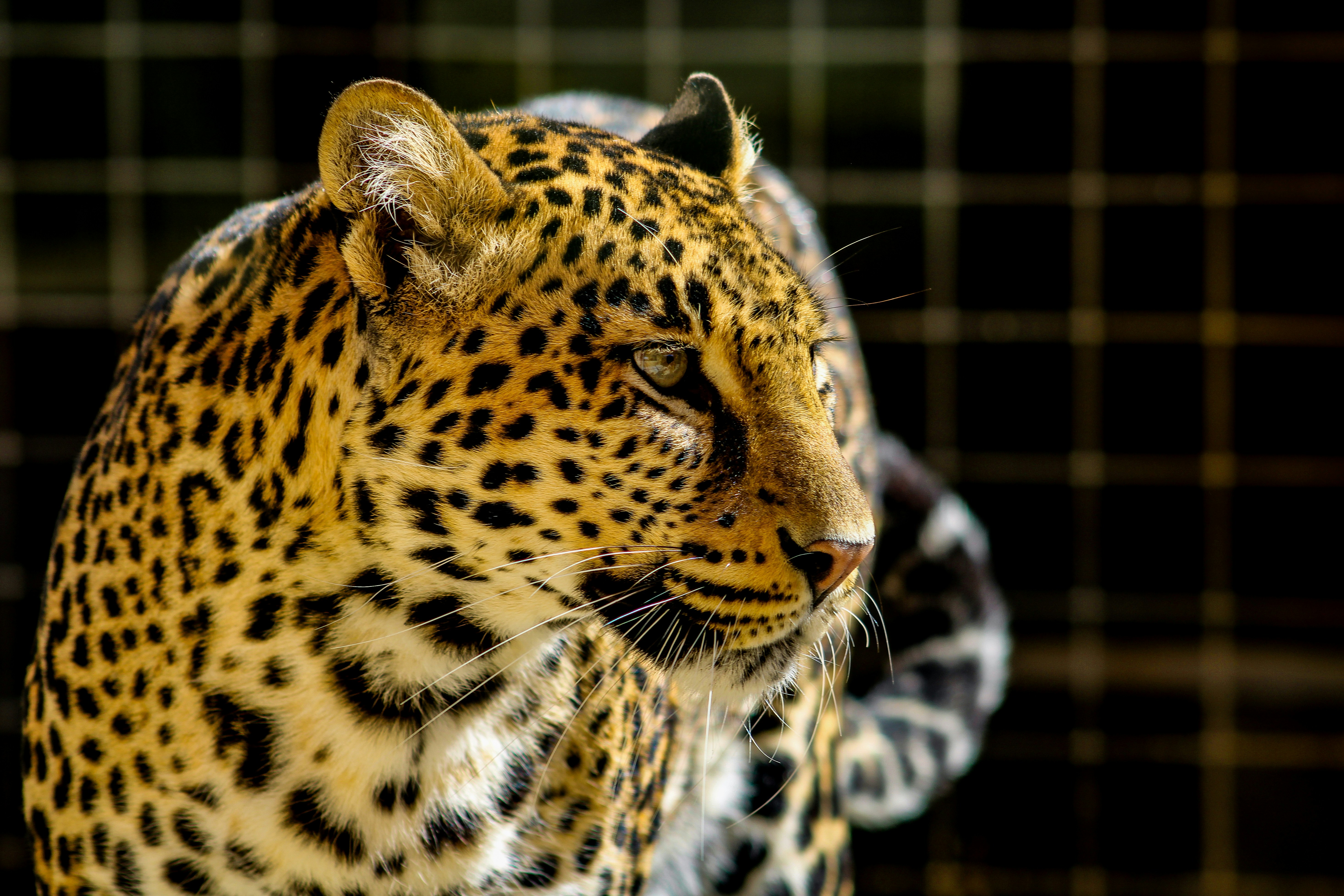 Leopard Portrait Behind a Barred Backdrop