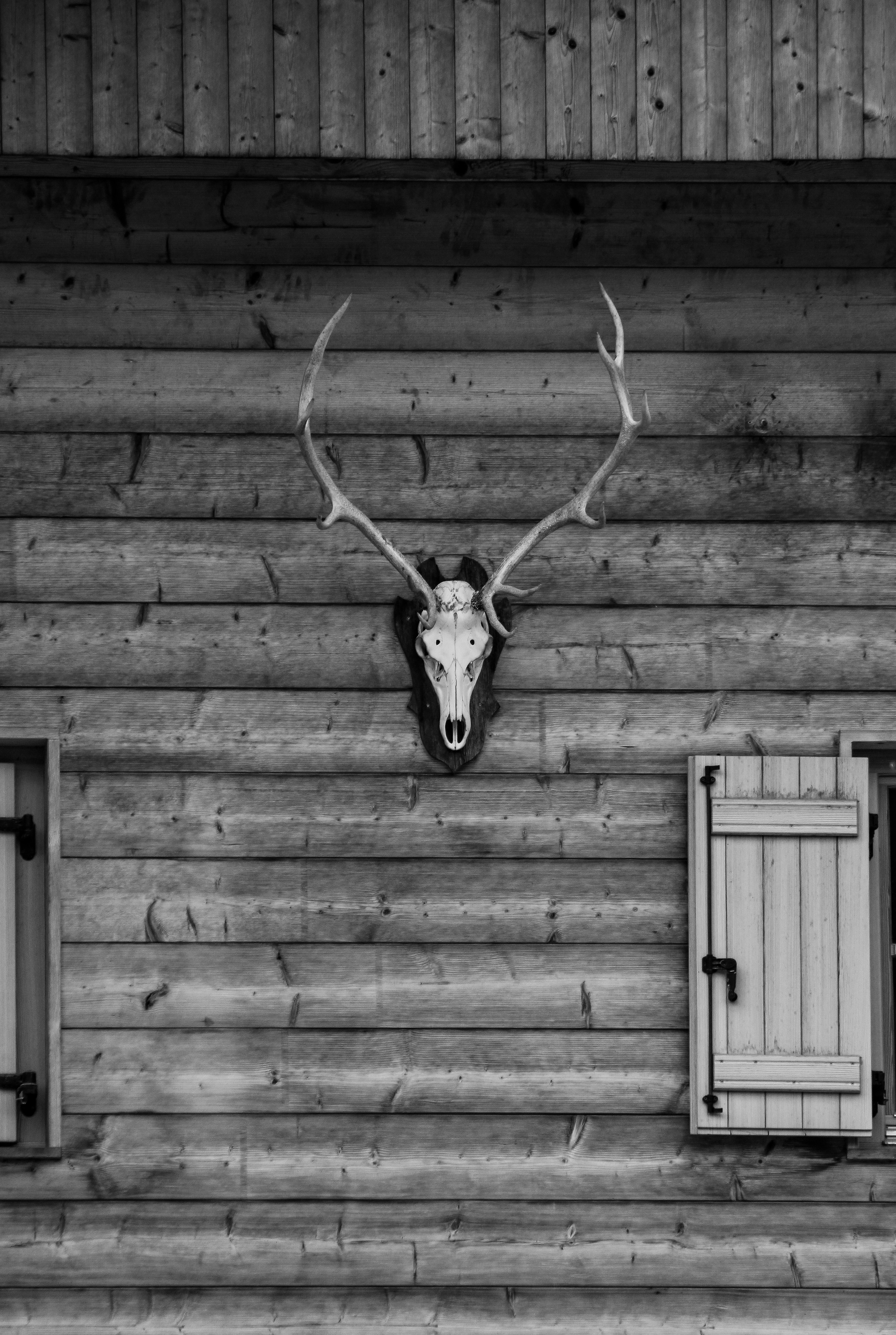 Stag Shielded by Weathered Planks