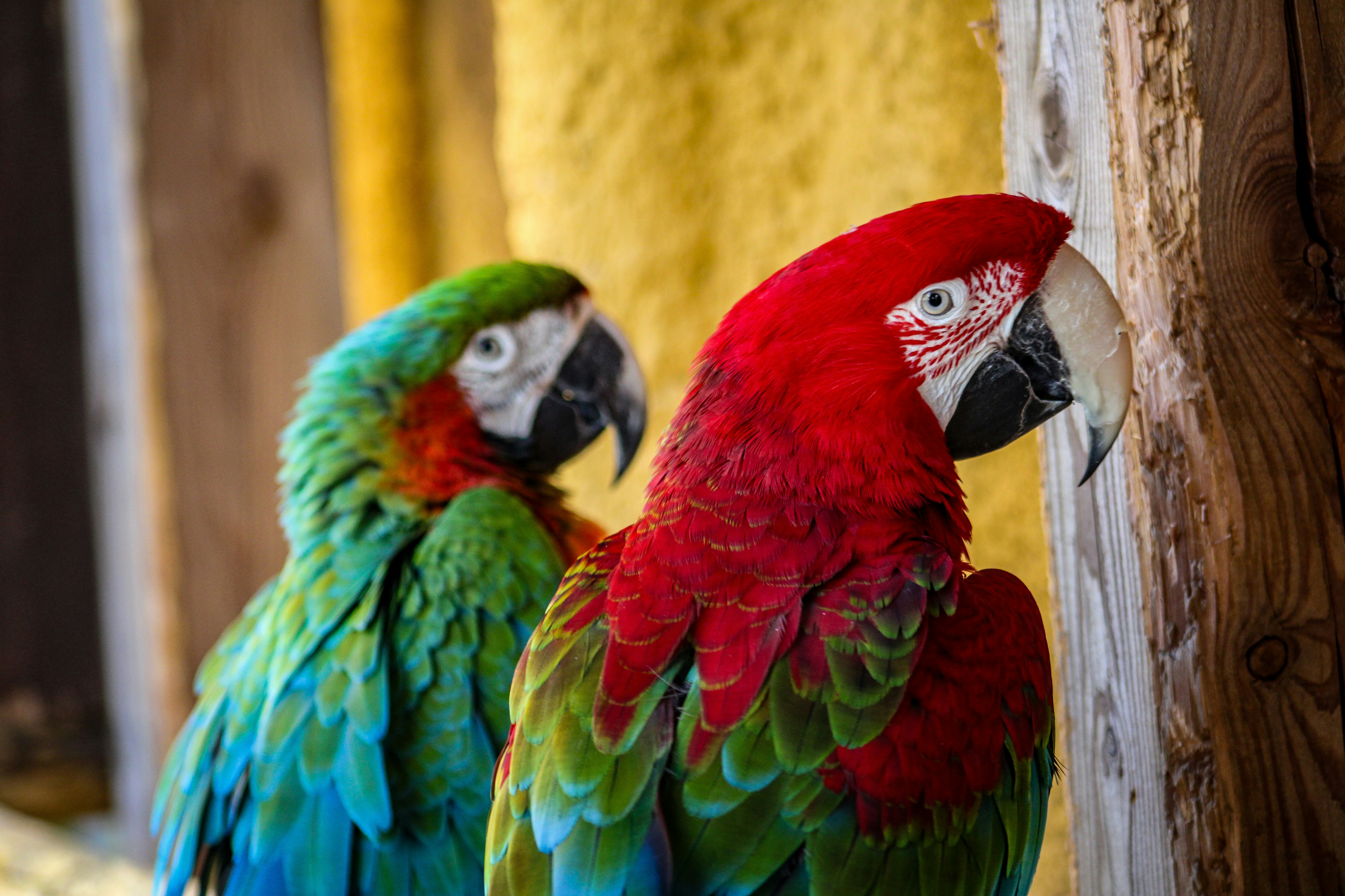 Vibrant Parrots at Close Quarters