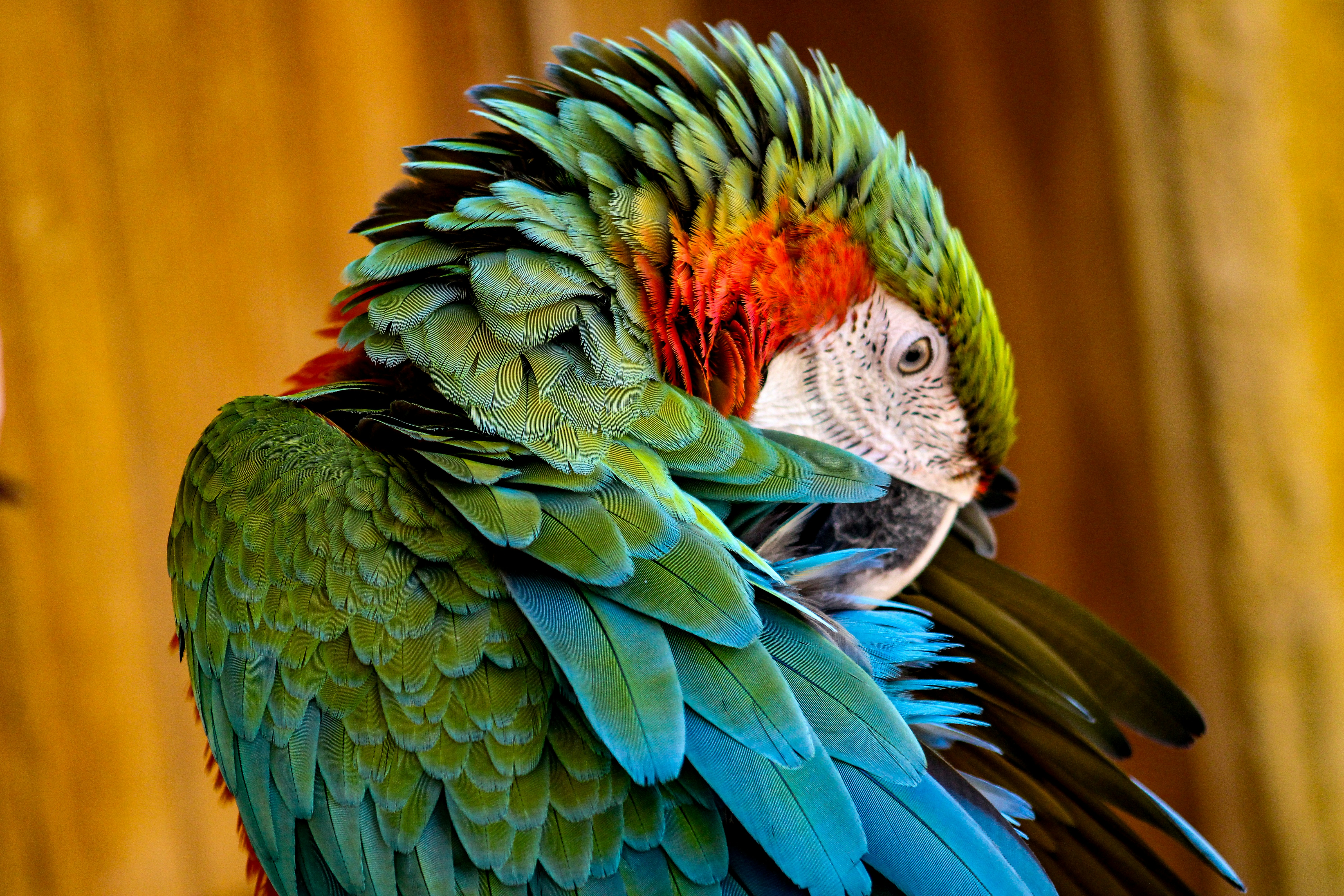 Fiery Crest in a Tangle of Feathers