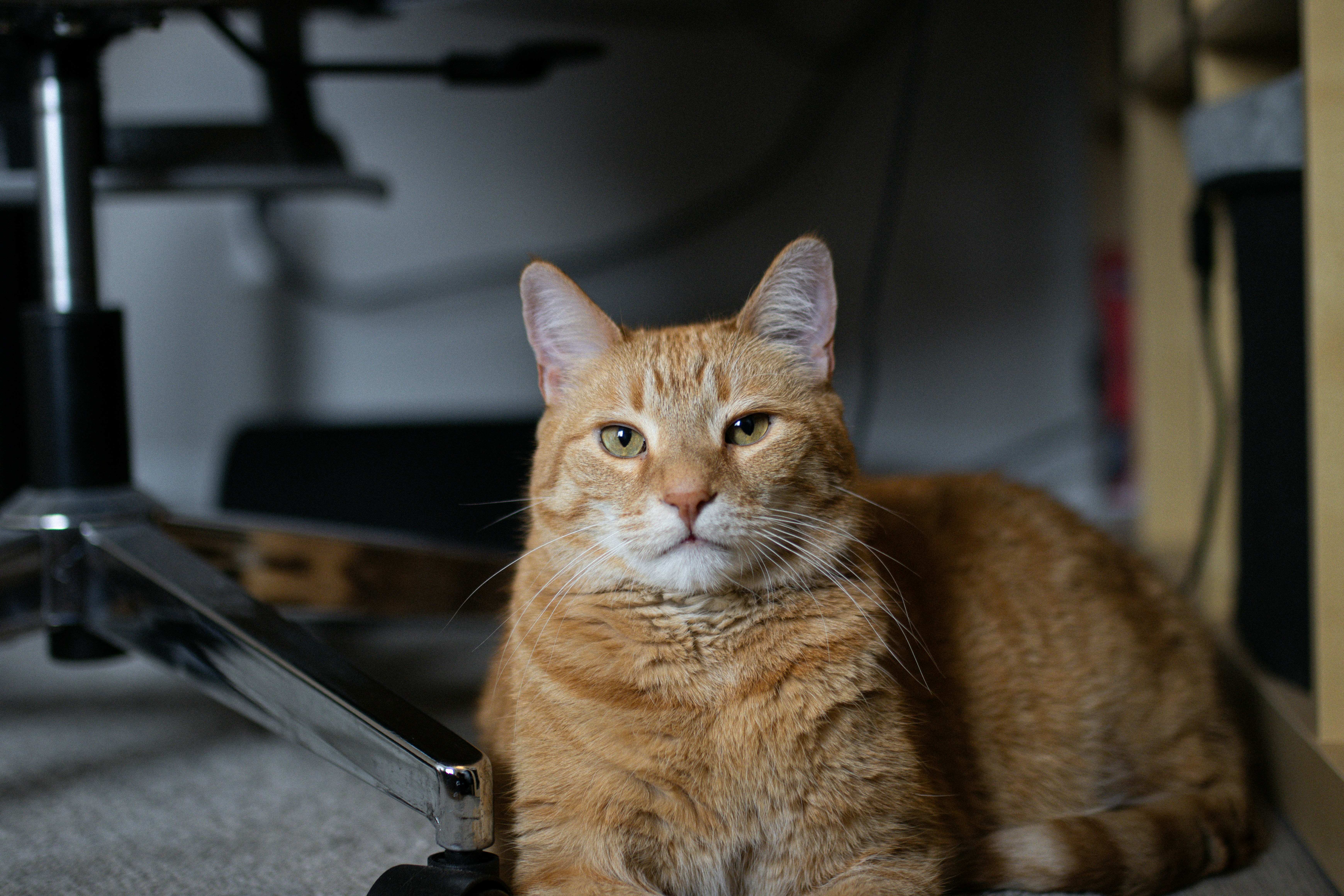 Amber Whiskers: A Calm Cat Surrounded by Studio Details