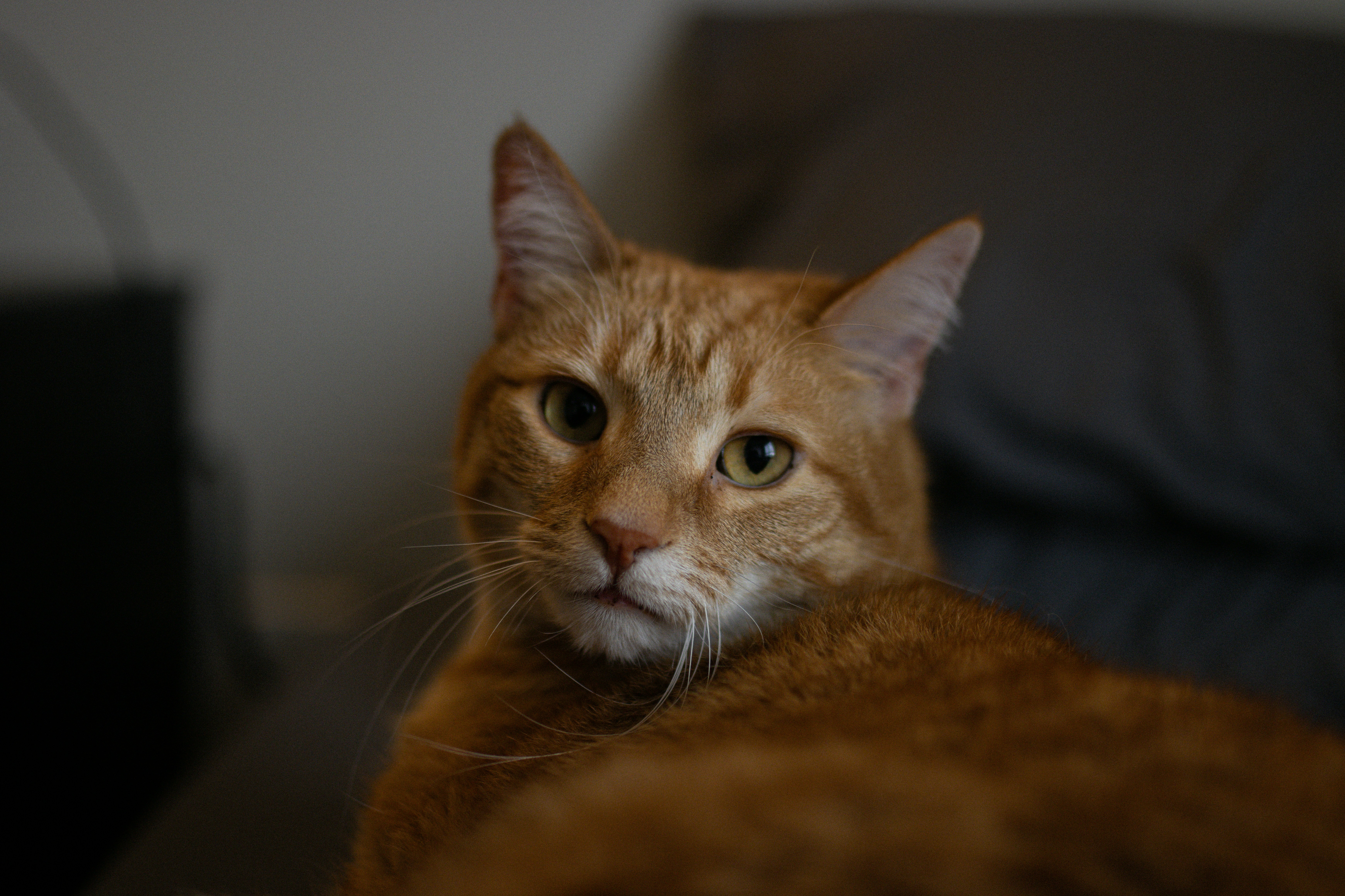 Amber Gaze: A Quiet Moment with a Ginger Cat