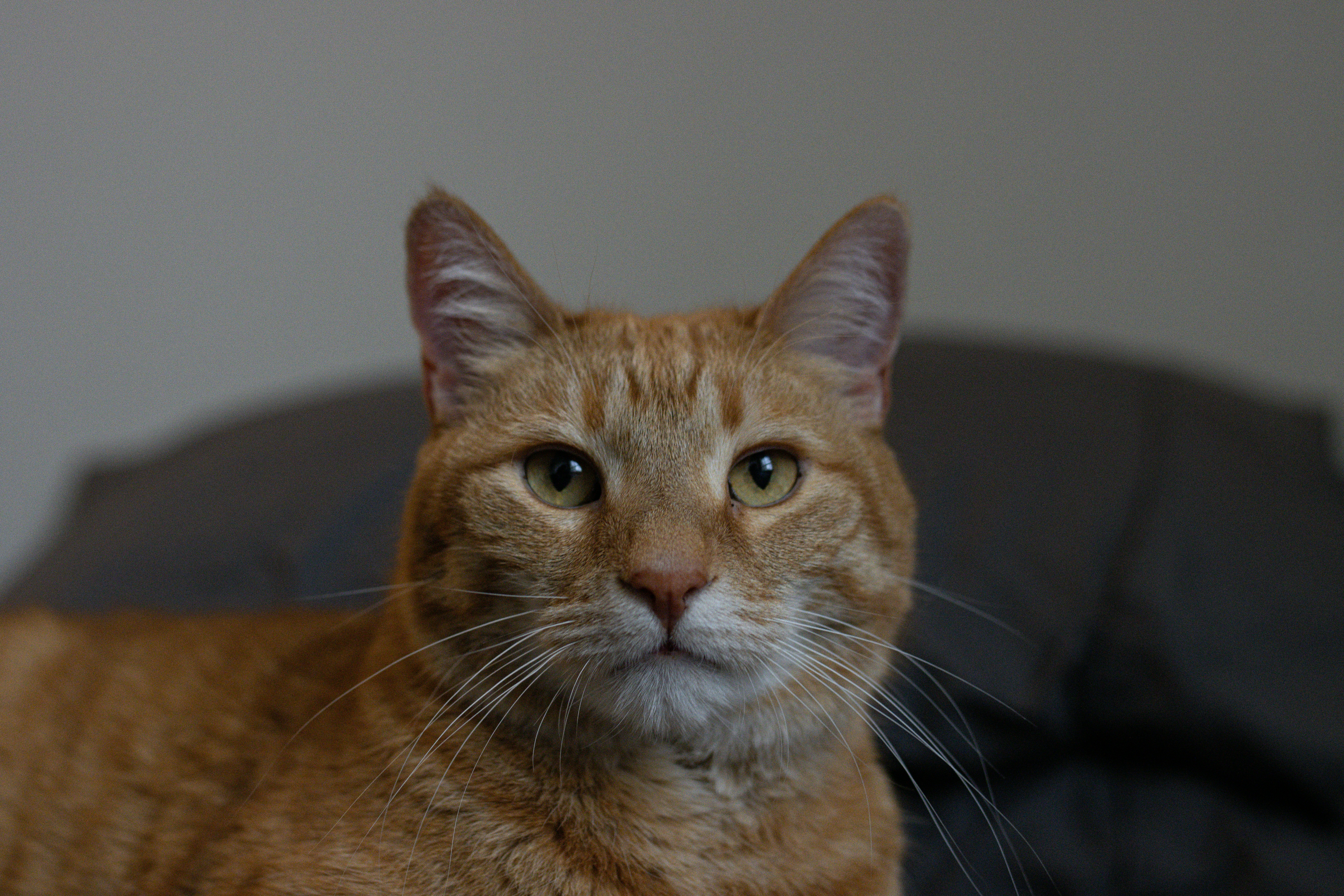 Amber gaze: a close-up of a calm ginger cat in low-depth living room light
