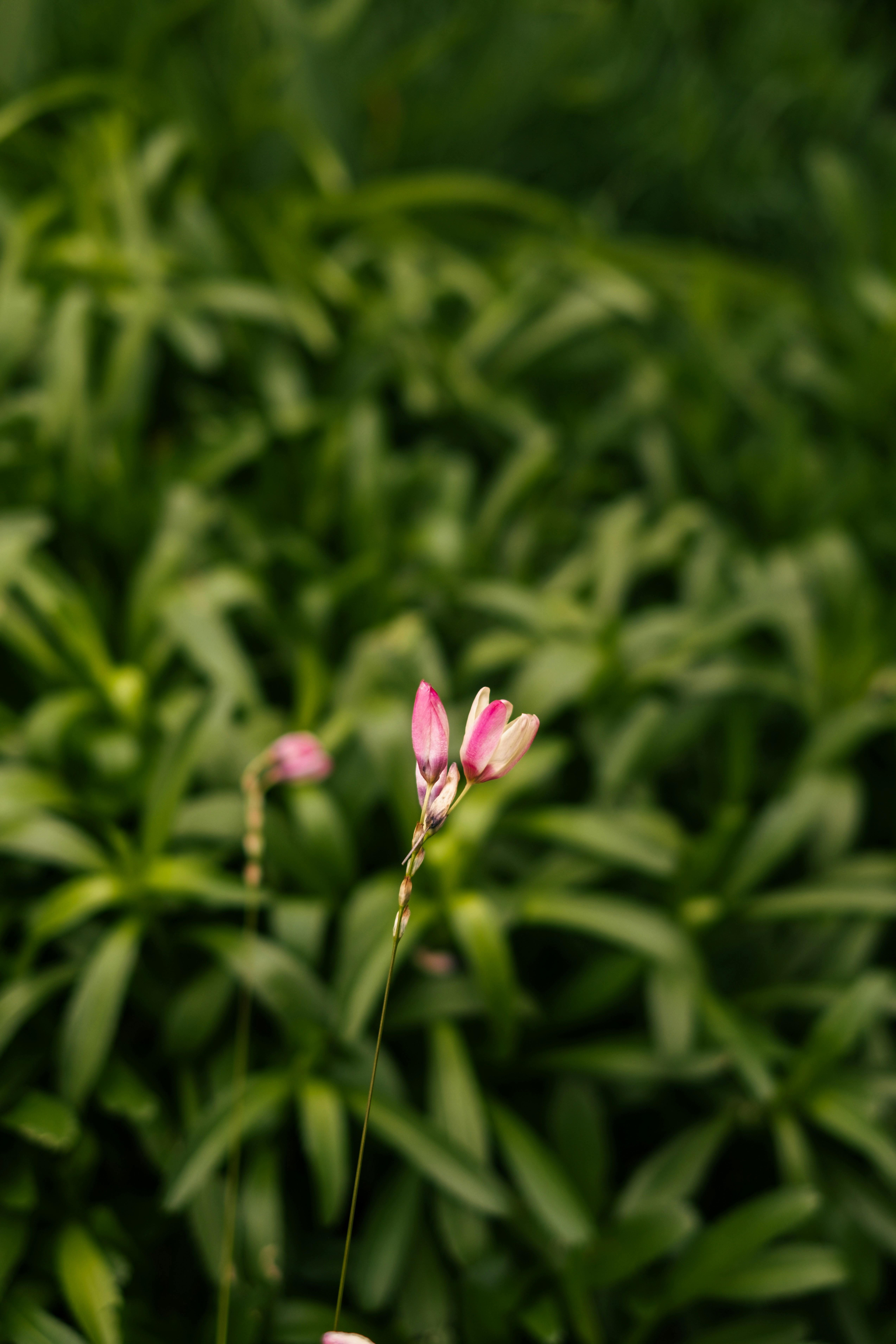 Pink Buds Aloft: A Delicate Spark in a Sea of Green