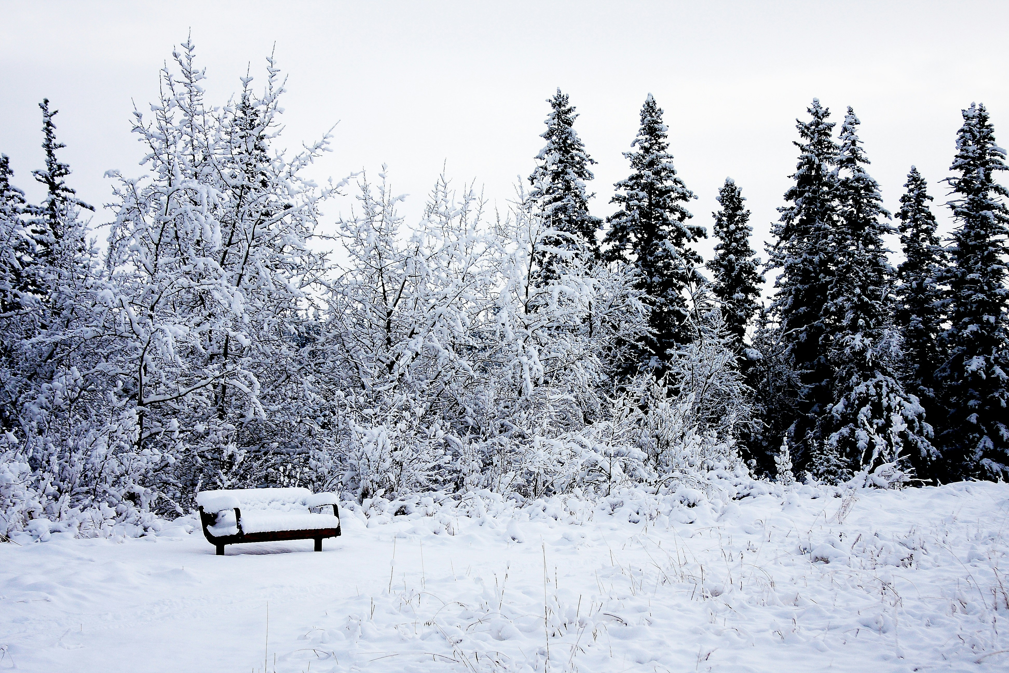 Snowbound Bench Beneath Frosted Pines