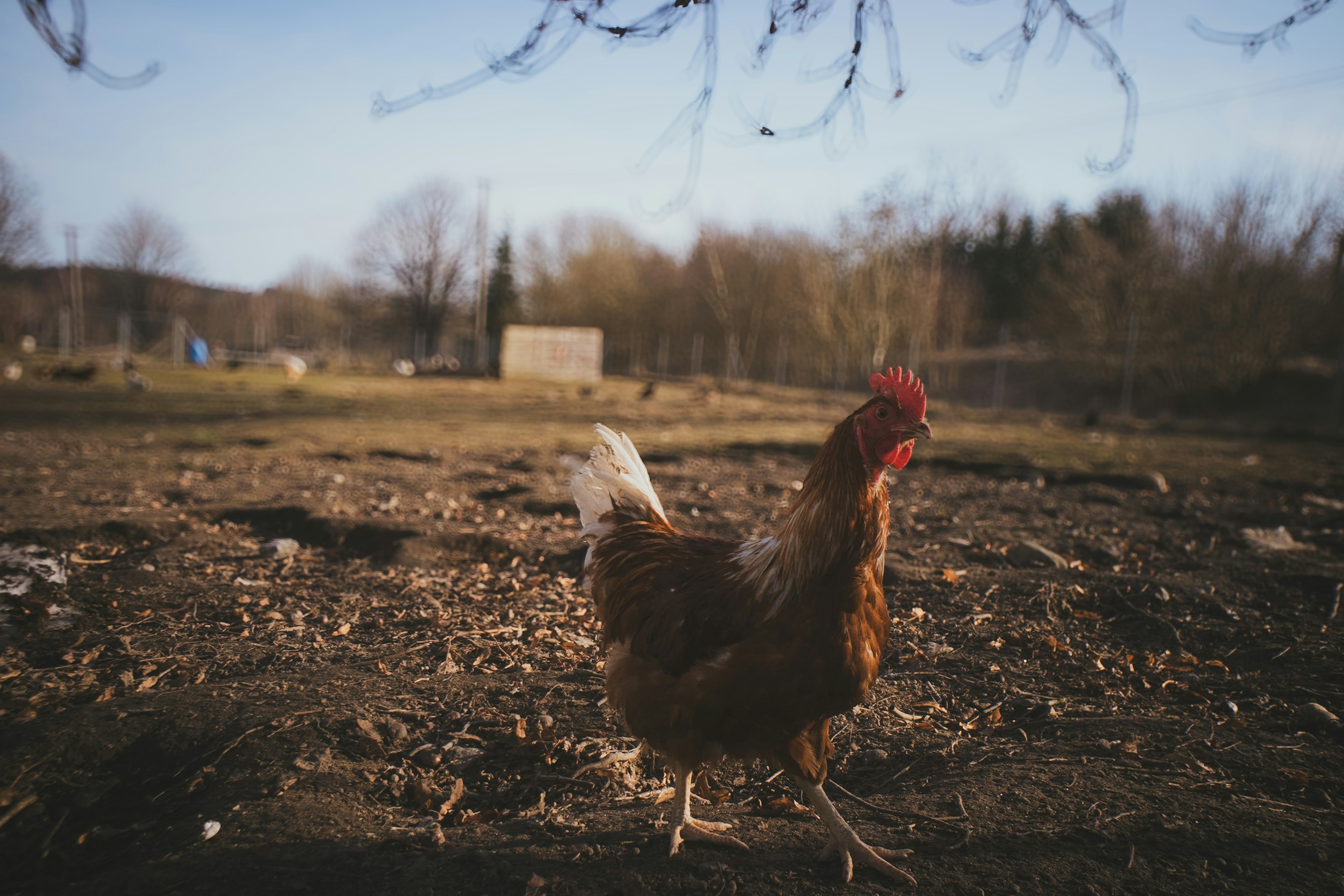 Bright Red-Crested Rooster Amid Earthy Farm Lot at Dusk