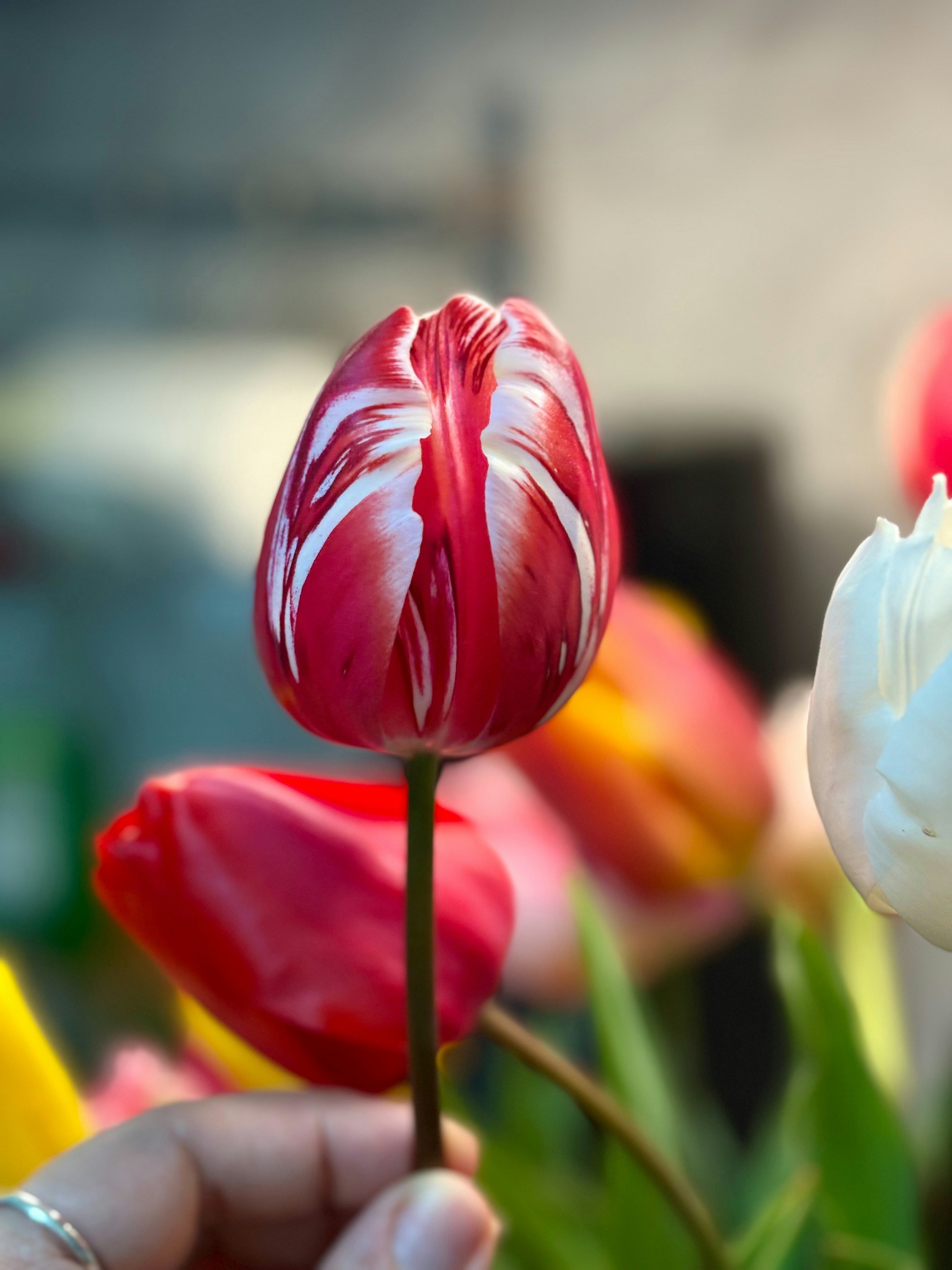 Red-White Tulip in Focus: A Hand-Held Moment among Blooming Colors