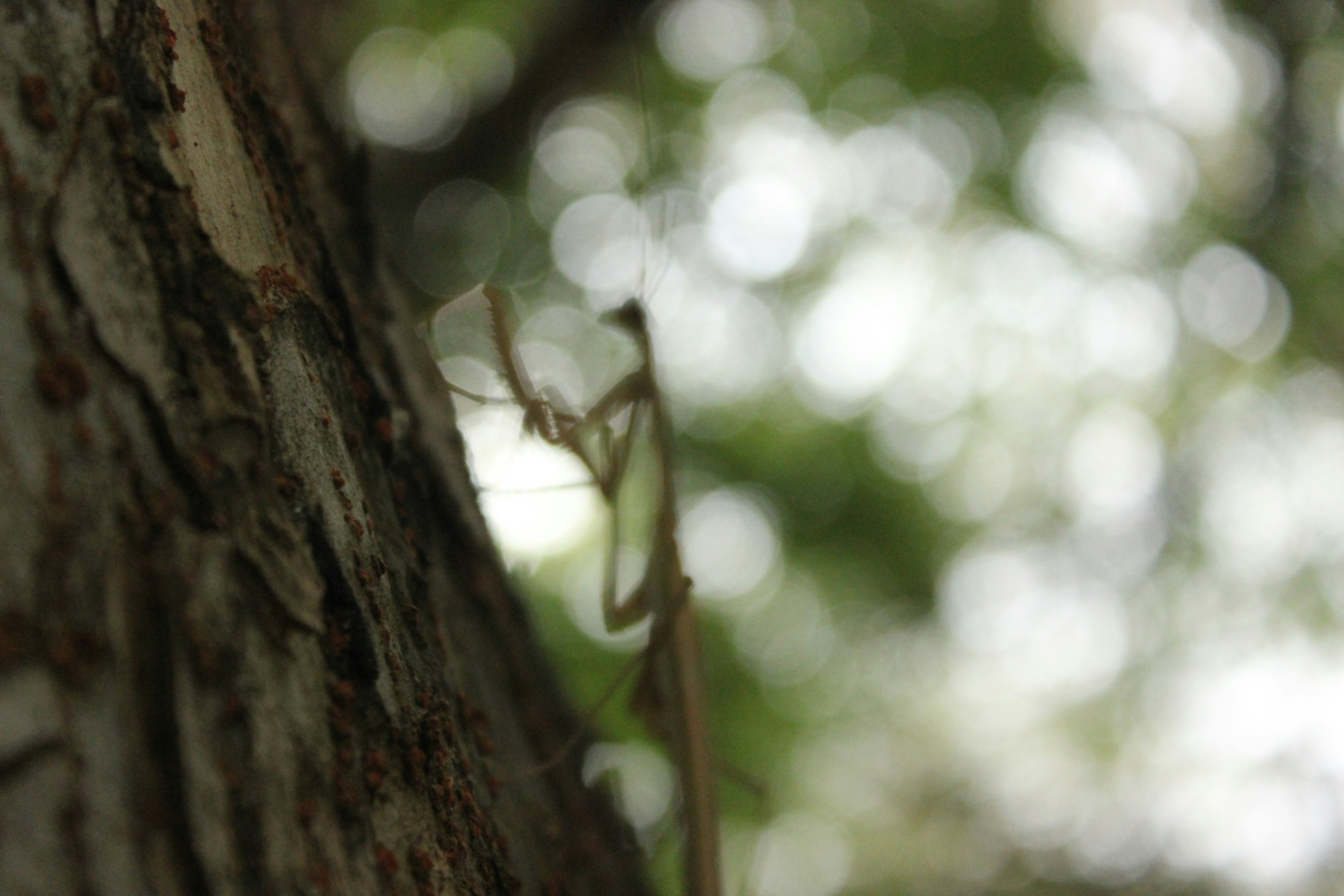 Vine Clings to Bark: A Quiet Forest Moment