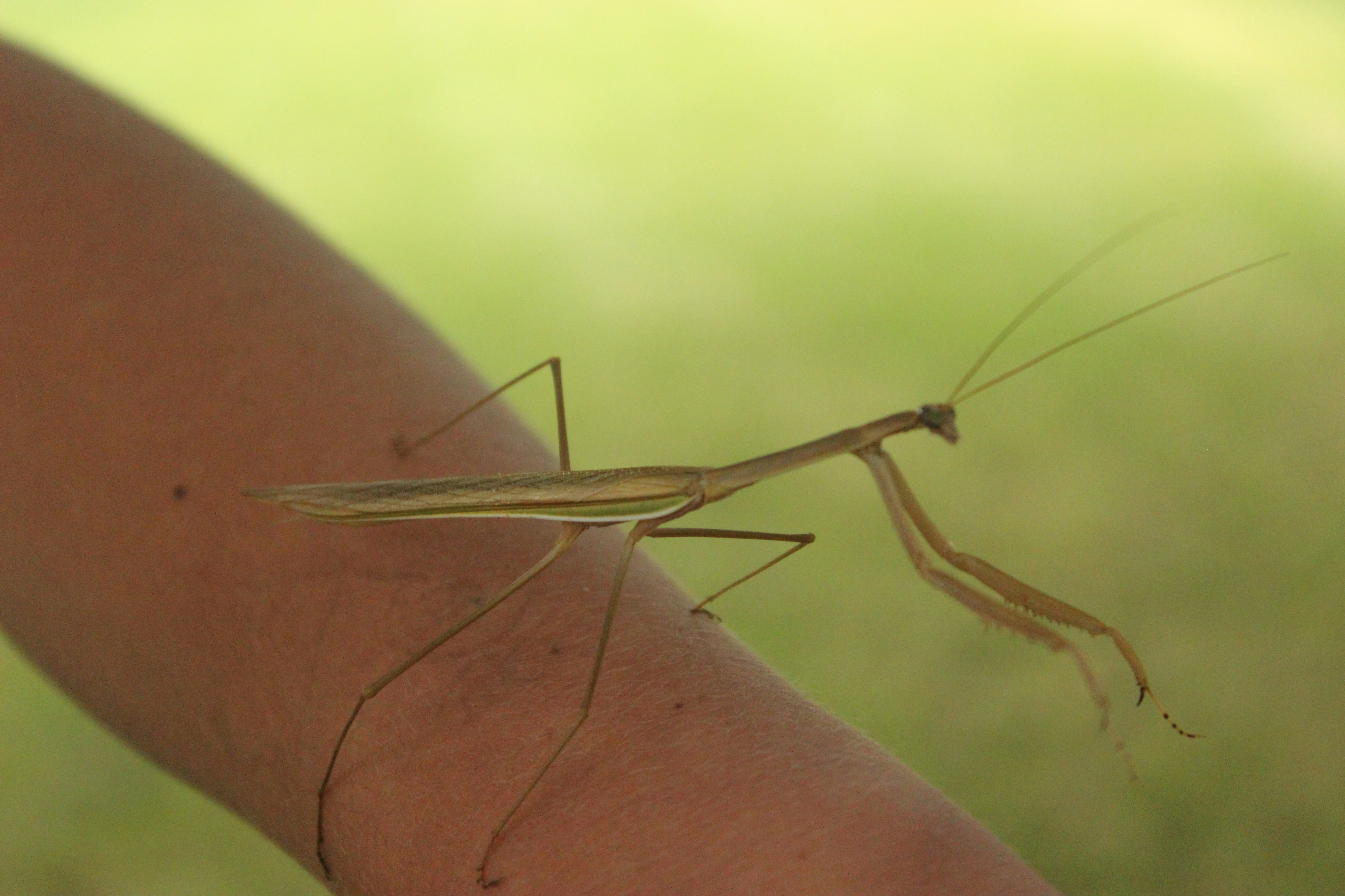 A Crane Fly Perched on a Forearm in Soft Backlight