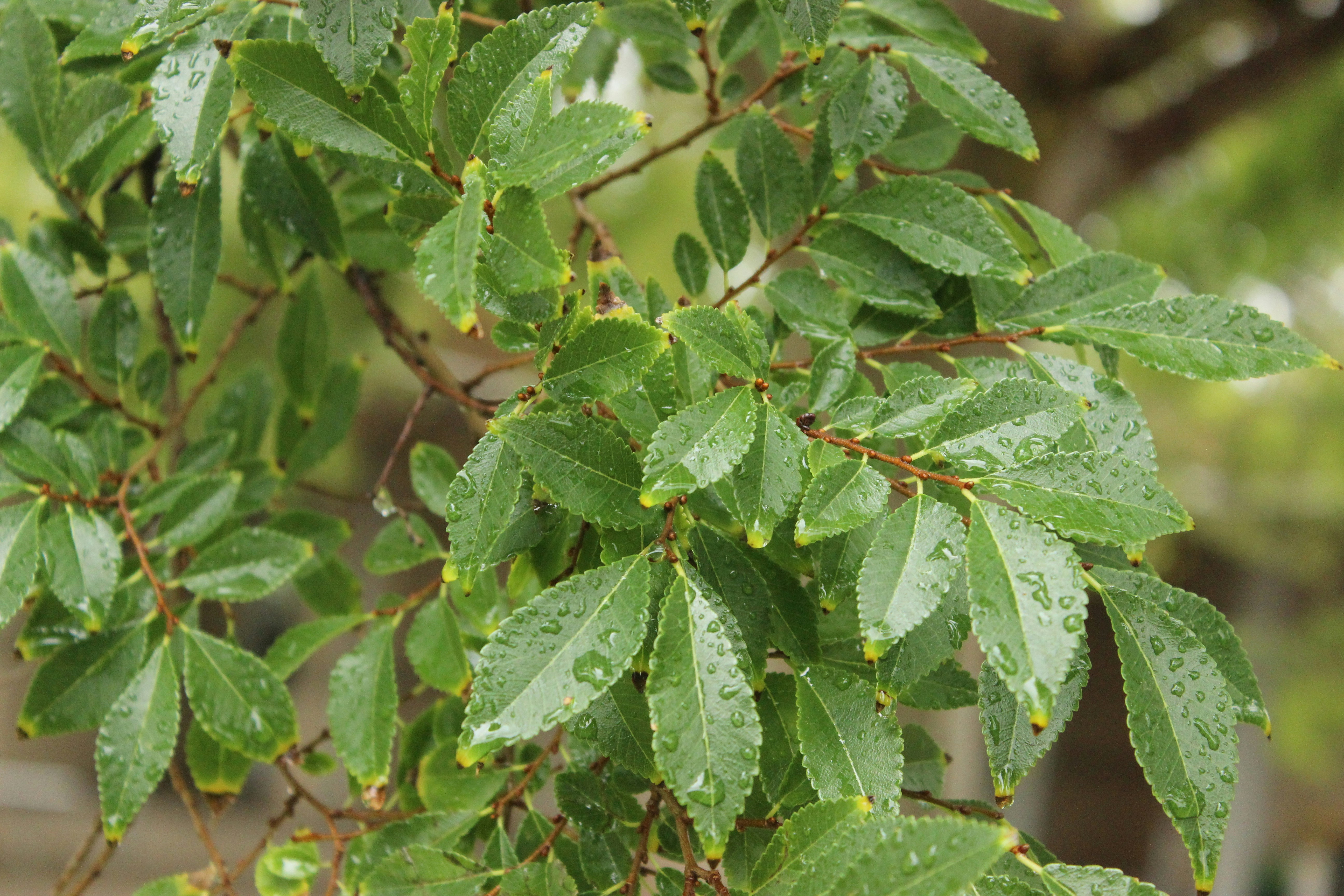 Dew-Kissed Greenery: A Close-Up of Rain-Streaked Leaves