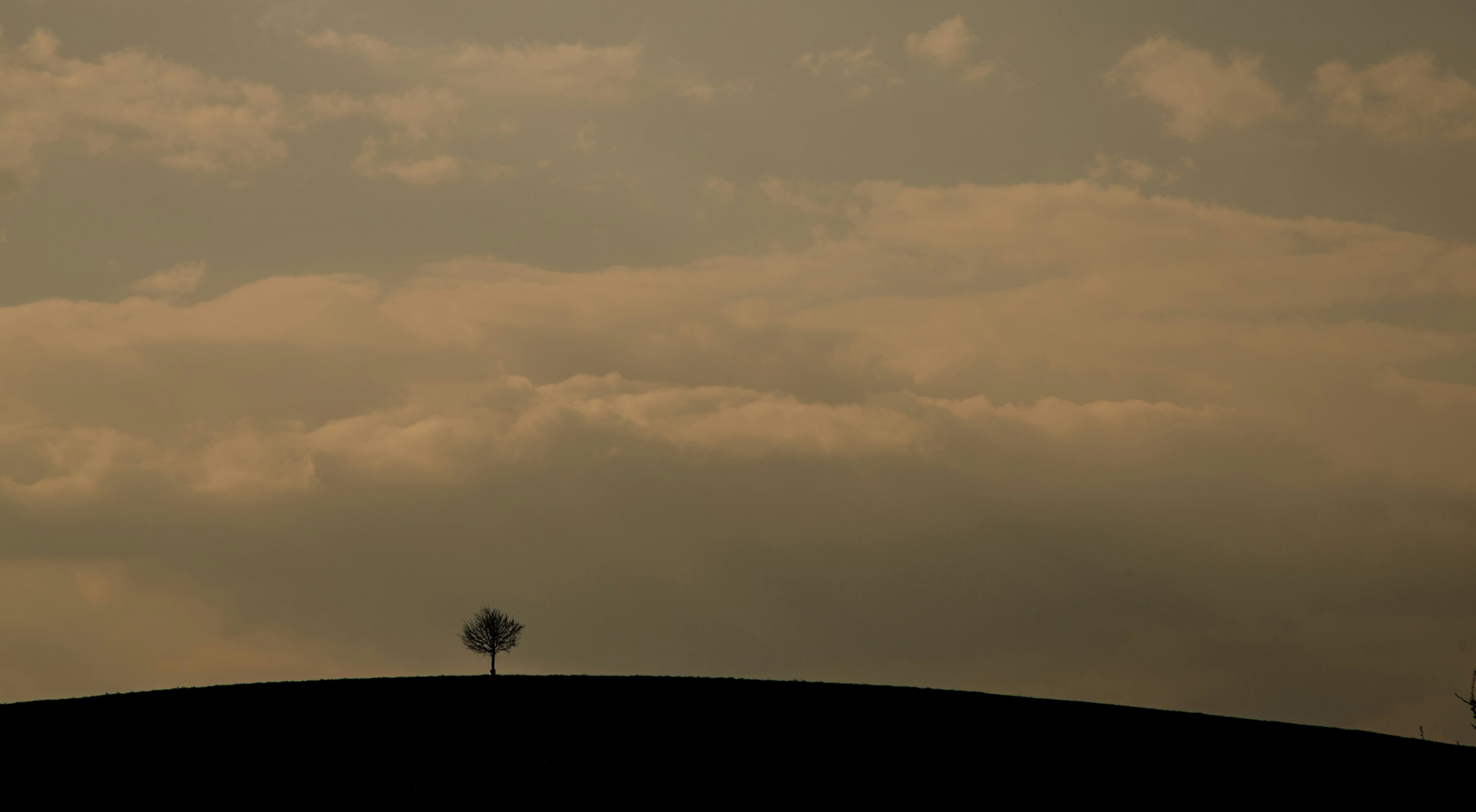 Silhouette on the Hill: A Lone Tree at Twilight