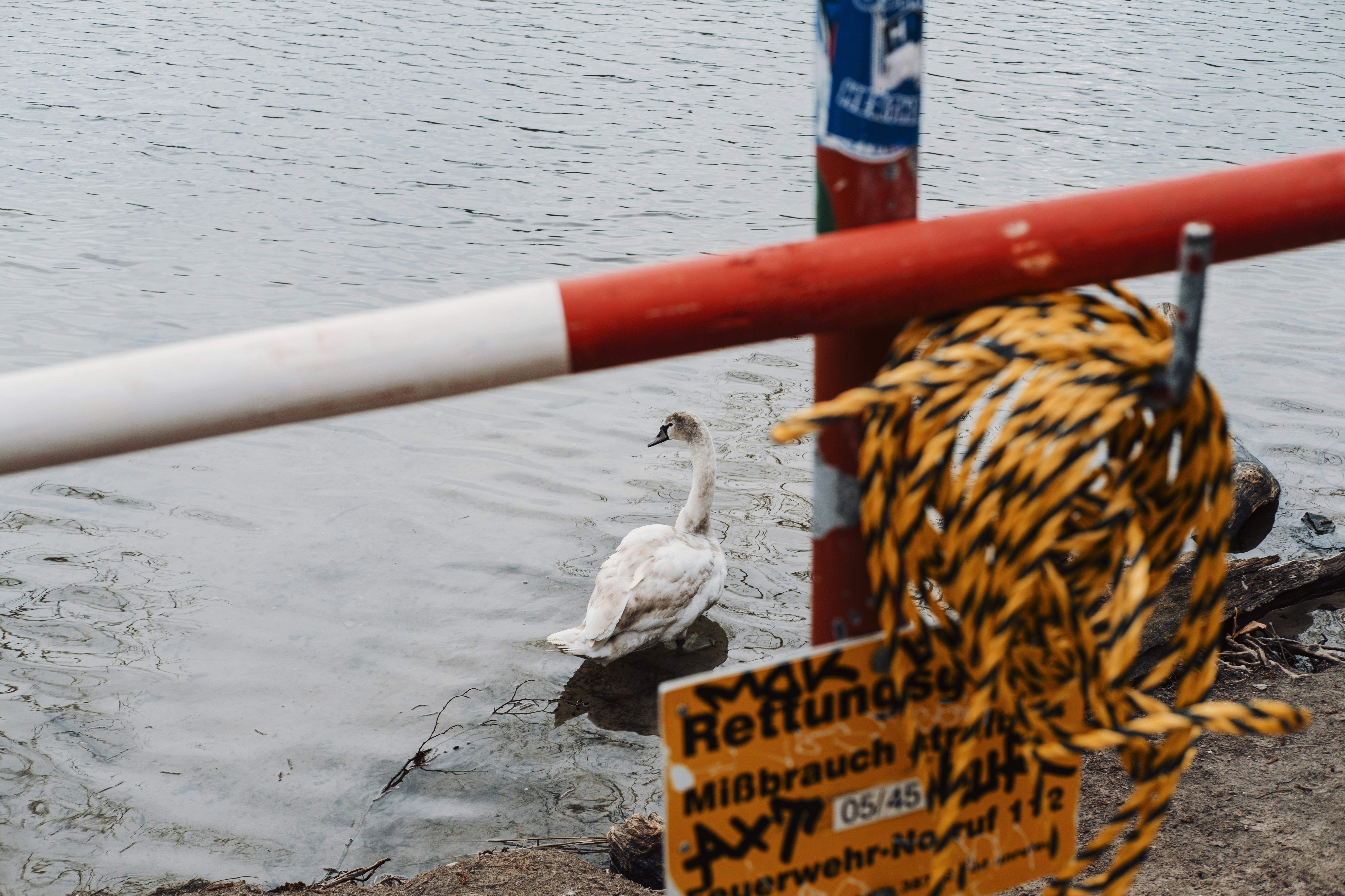 White Swan by Weathered Ropes and Sign