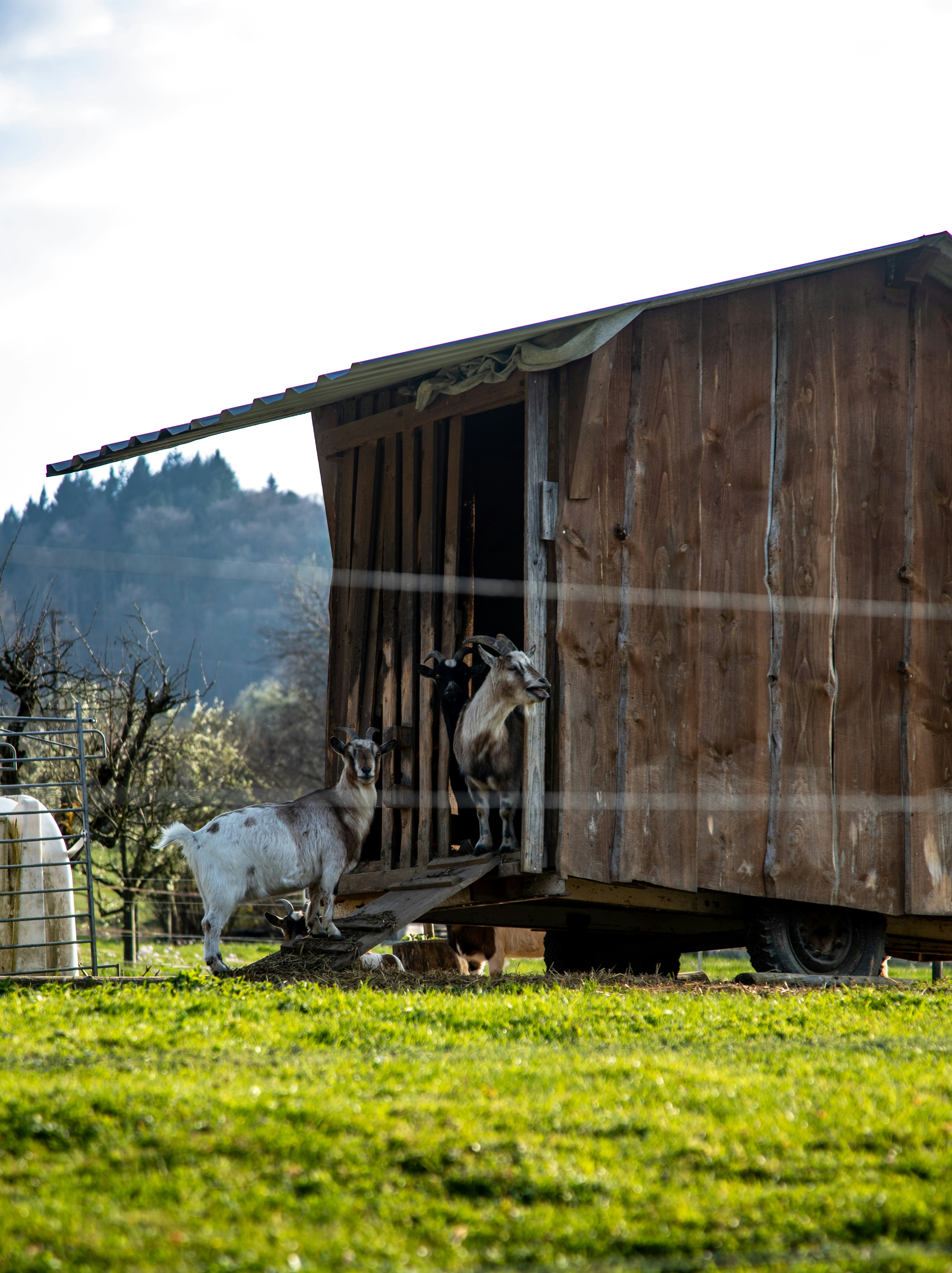 Goats at the Barn: A Quiet Morning Harvest