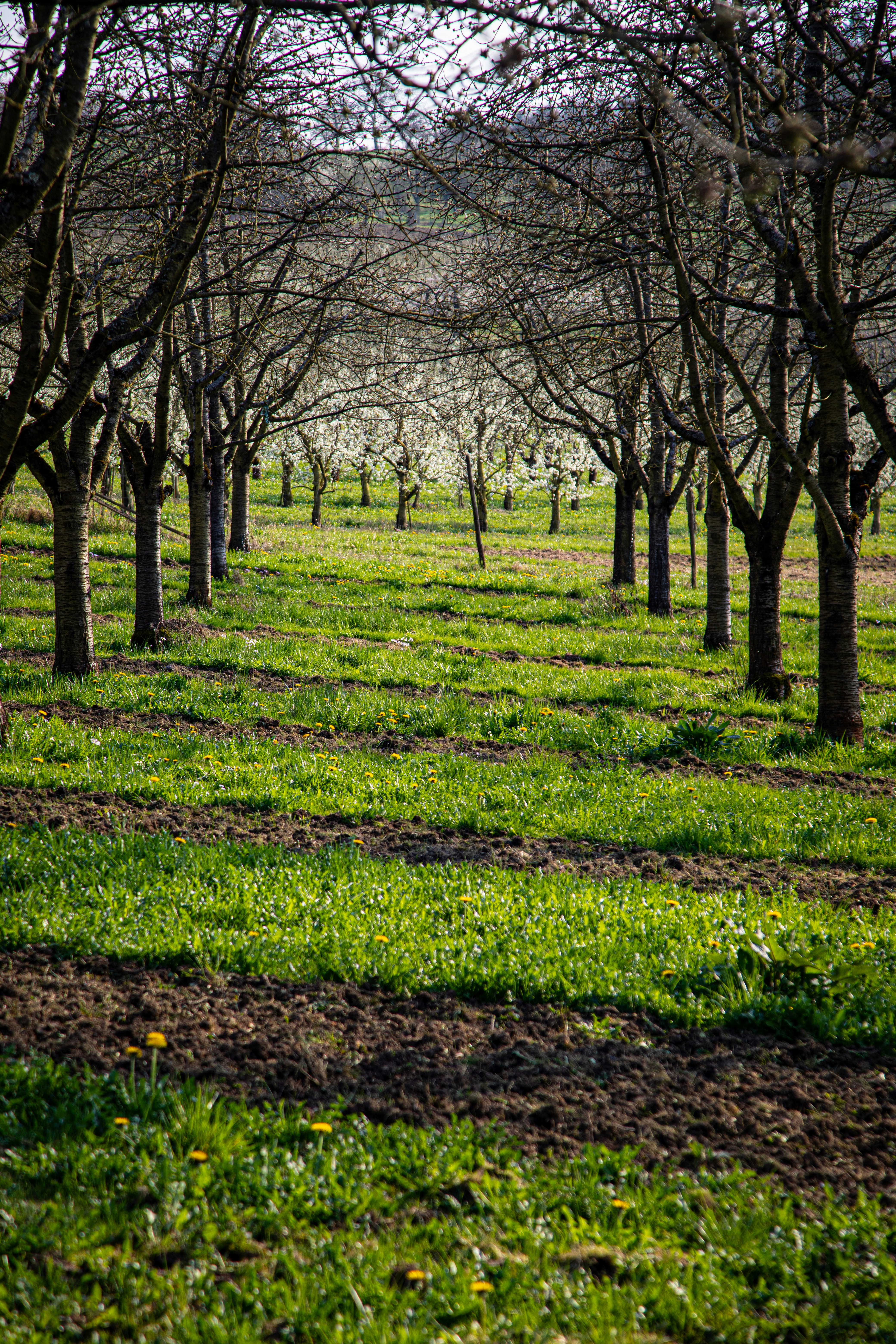 Row by Row: Blooming Orchard Alley Reaching Toward Light