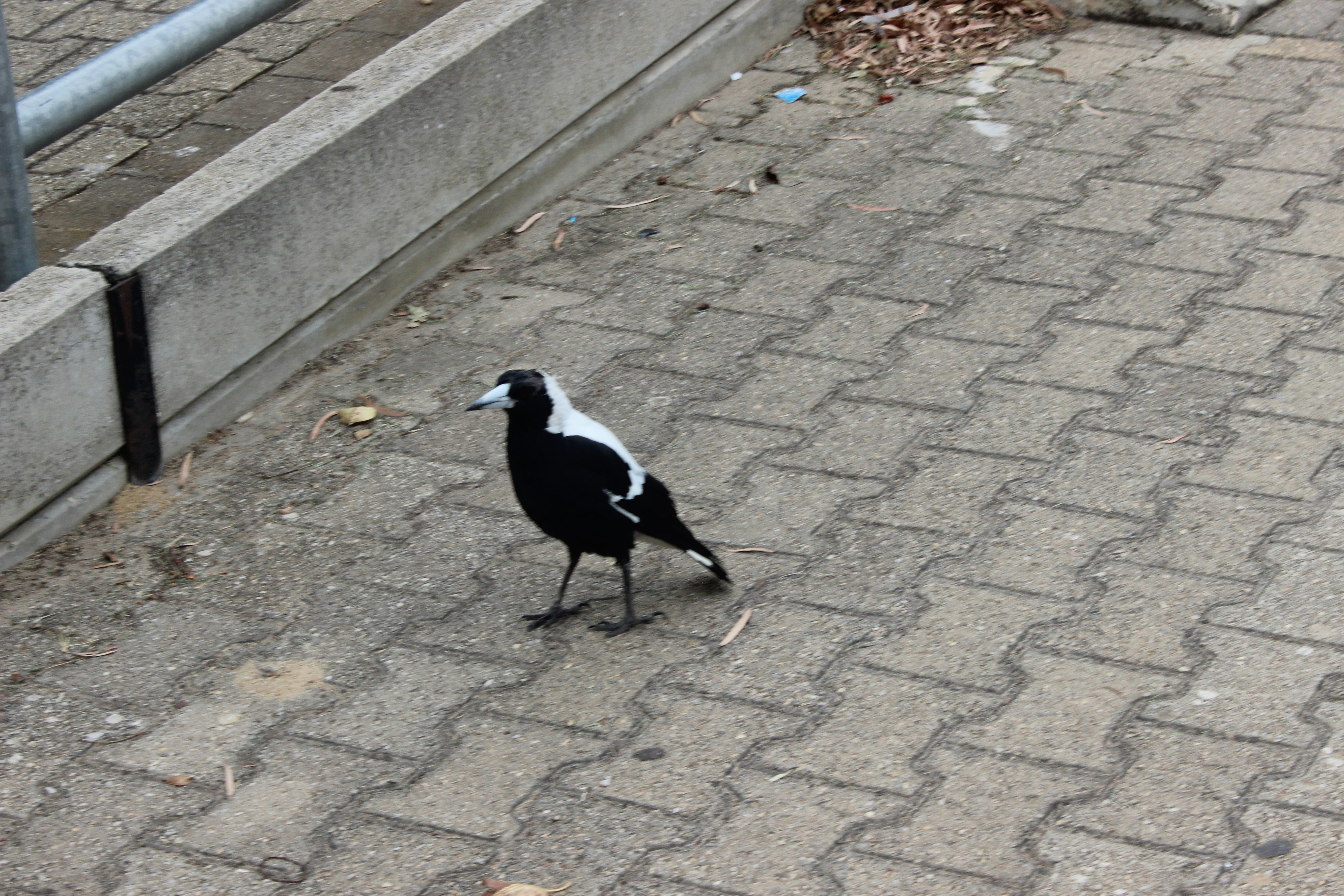 Black-and-White Magpie on a Paver Path