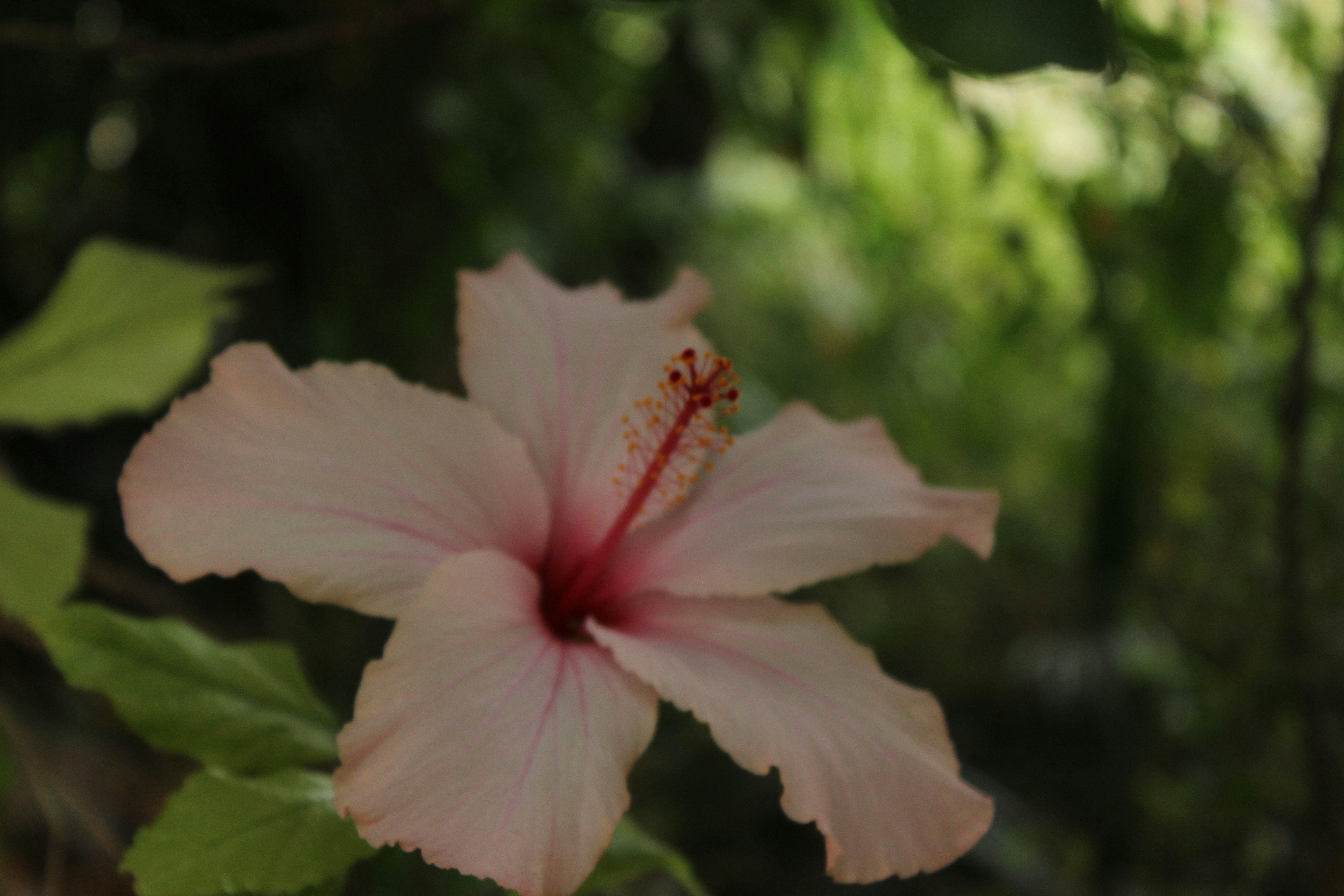 Soft Hibiscus in a Shaded Garden
