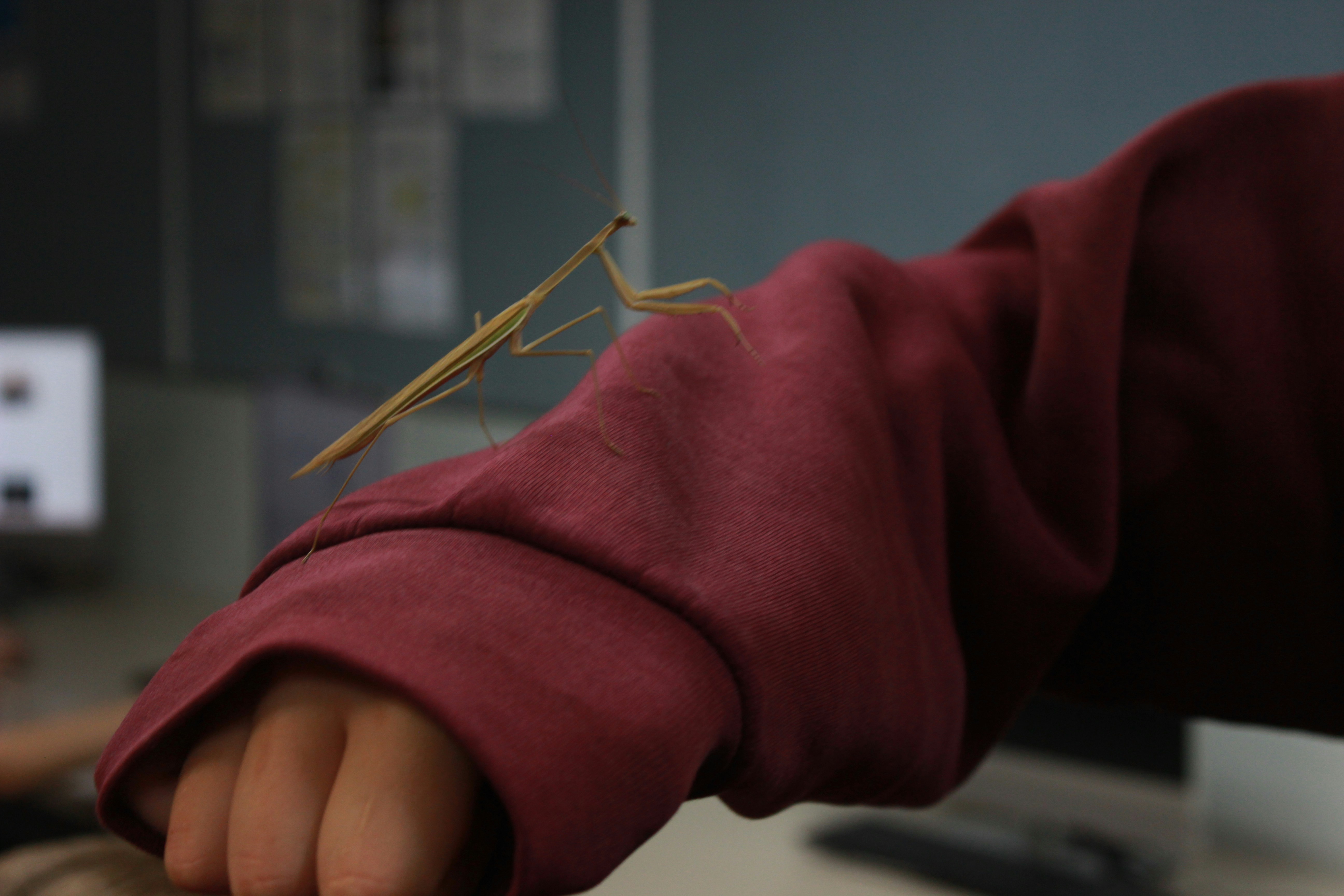 Praying Mantid on a Cuff: a Suspending Moment in Red Fabric