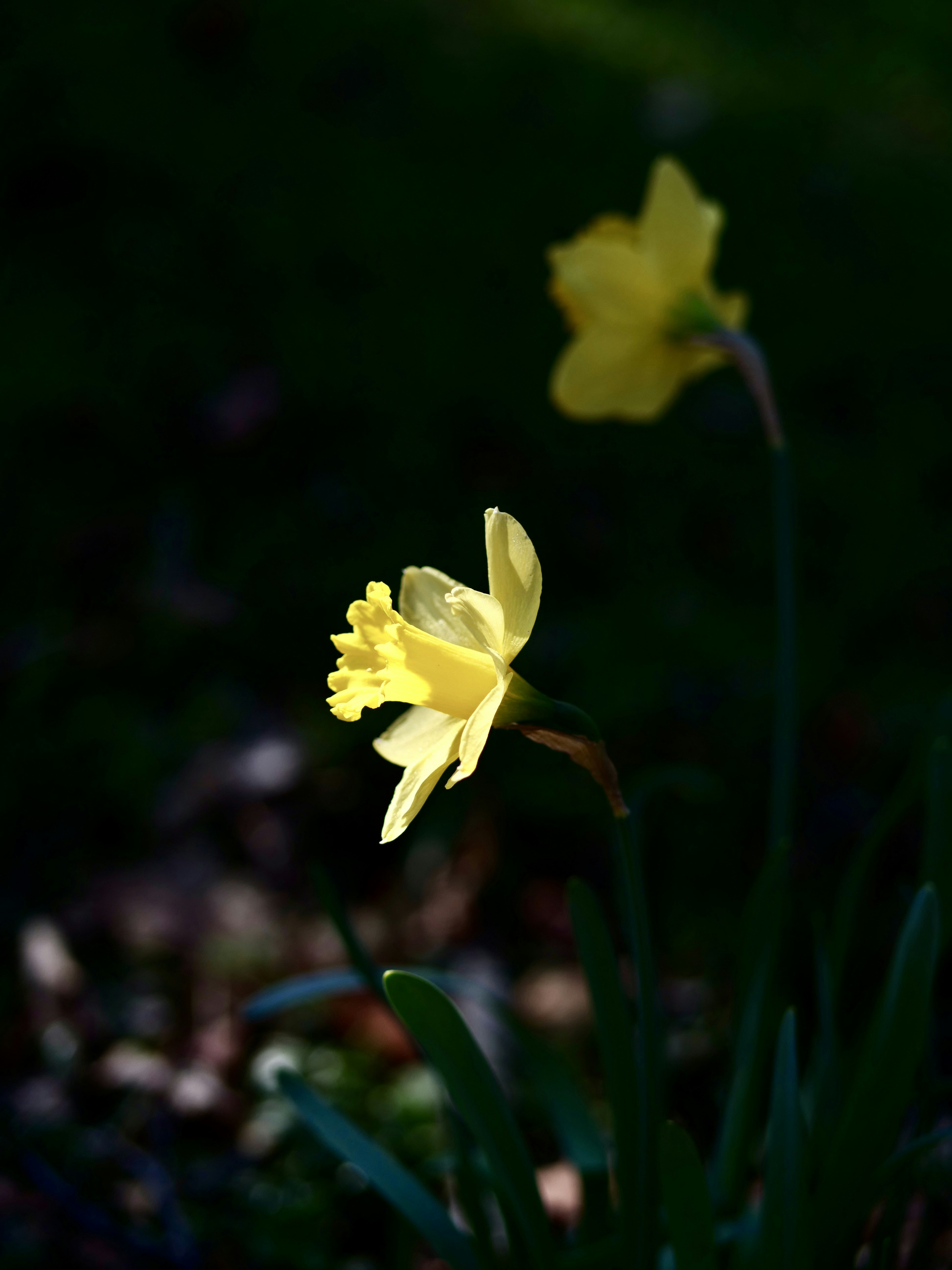 Sunlit Narcissus: A Quiet Moment in the Garden
