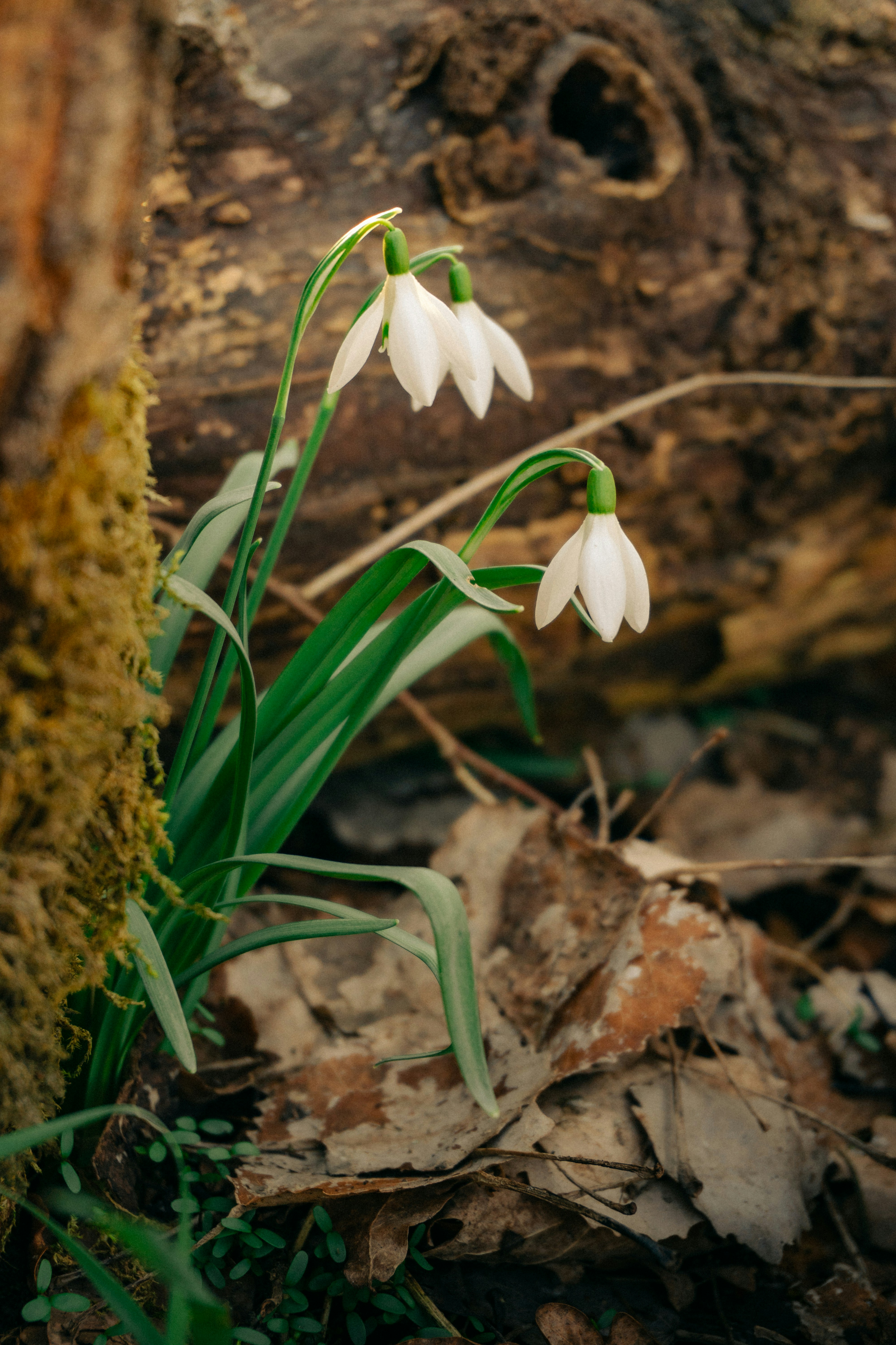 Snowdrop Reverie: Delicate White Bells Against a Forest Floor