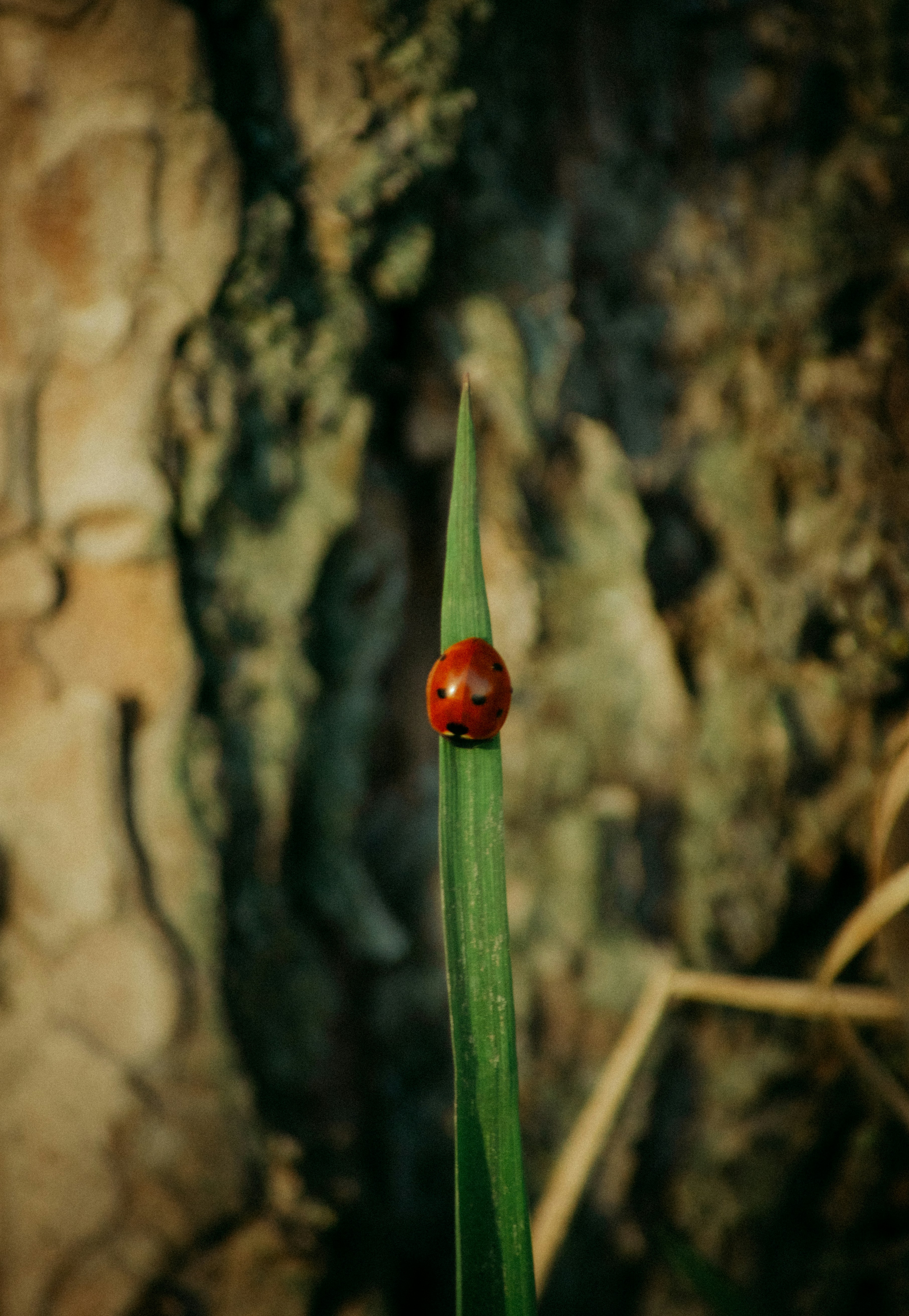 Crimson Visitor on a Blade: A Ladybug’s Quiet Moment