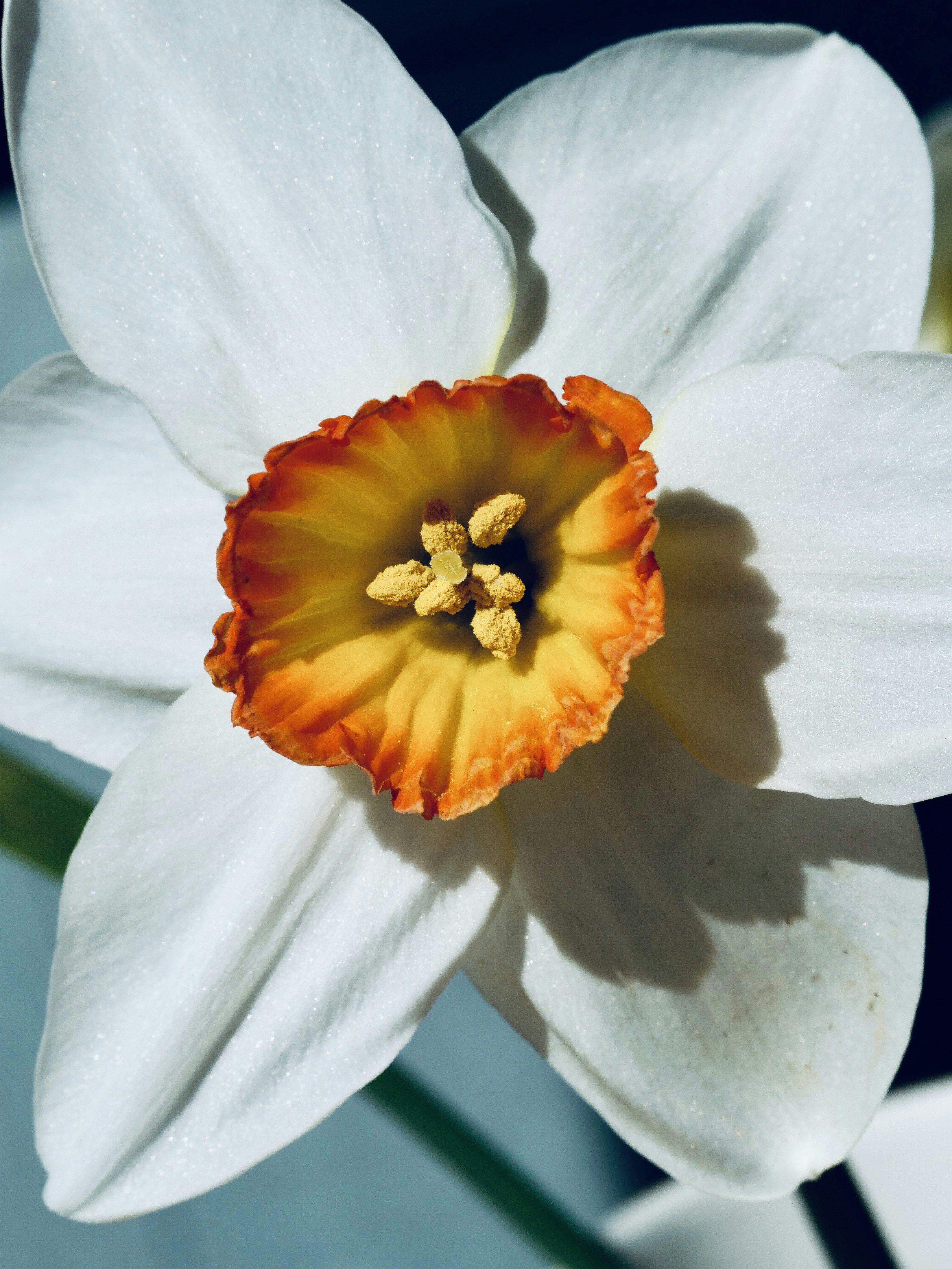 Center Stage: A White Narcissus with a Fiery Orange Ring