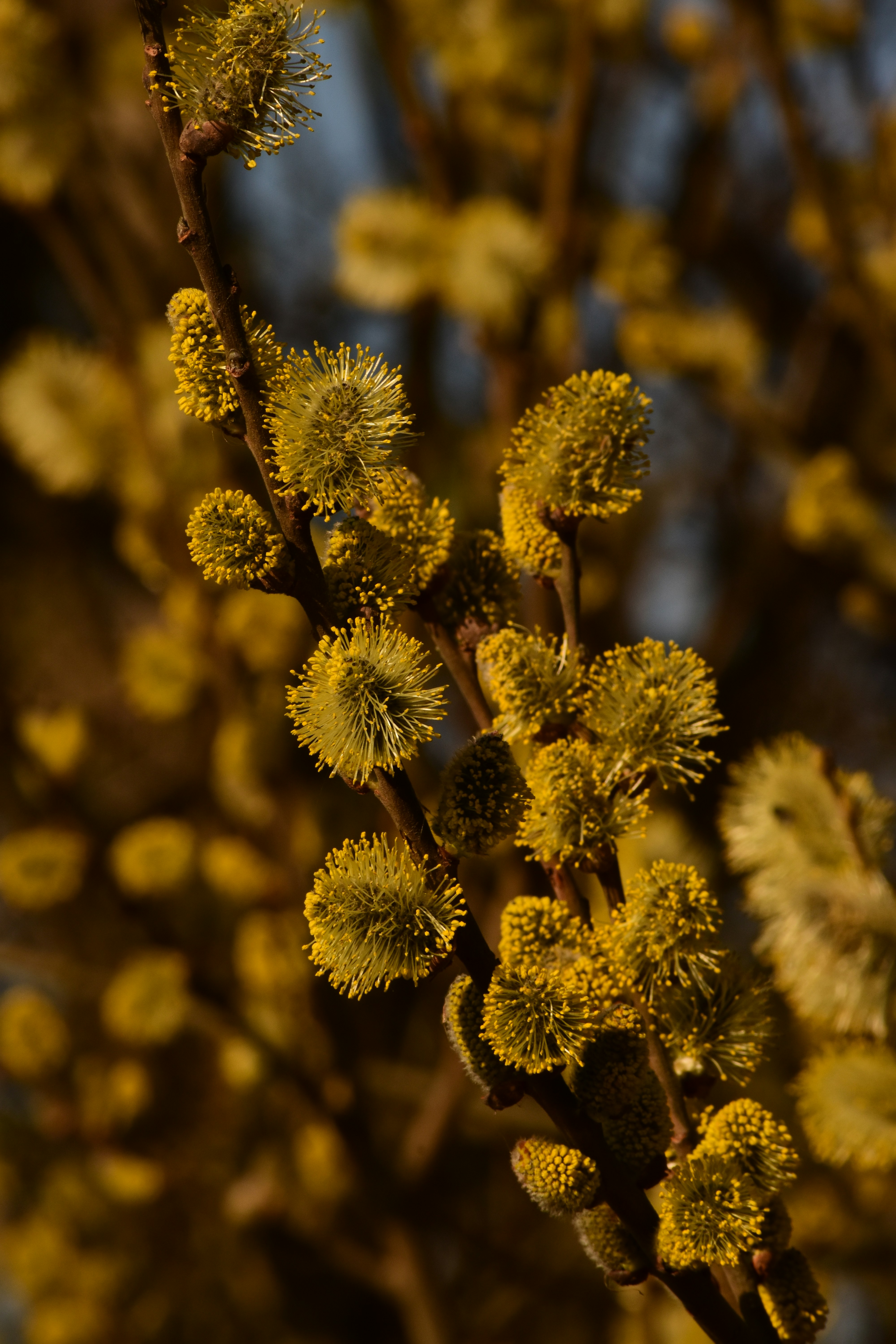 Yellow Puffs of Spring: Close-Up on a Branchful of Catkins