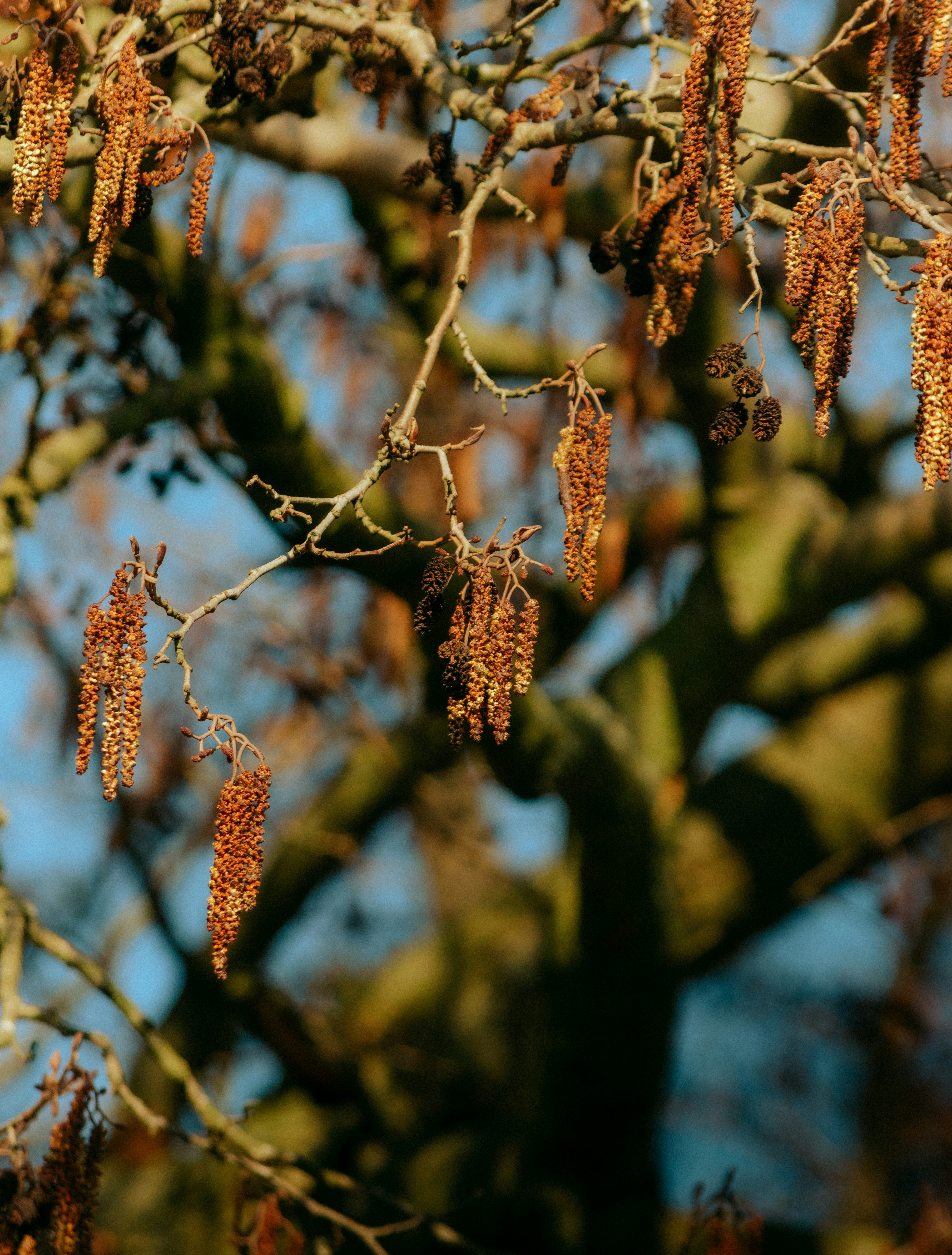 Dangling Catkins Against a Sunlit Canopy