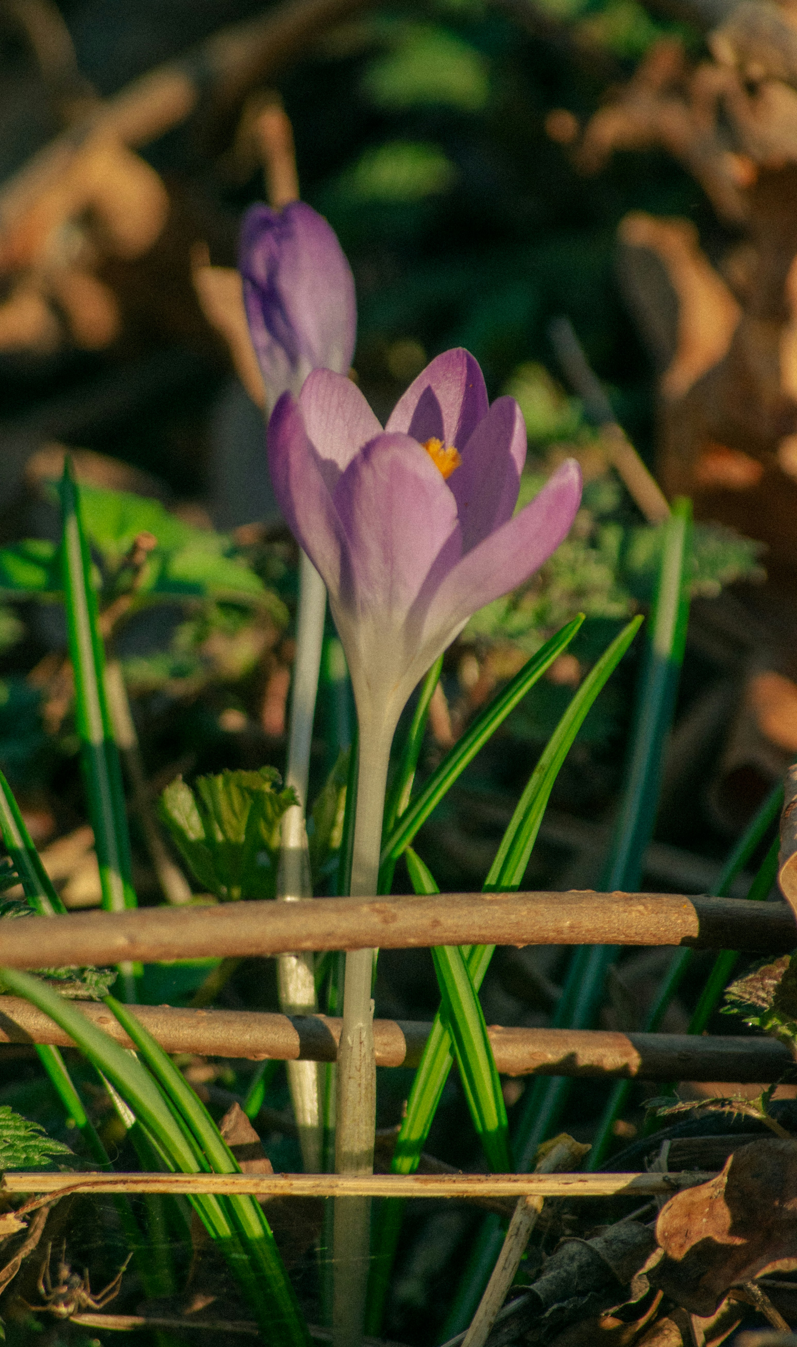 Purple crocus rising through autumn debris