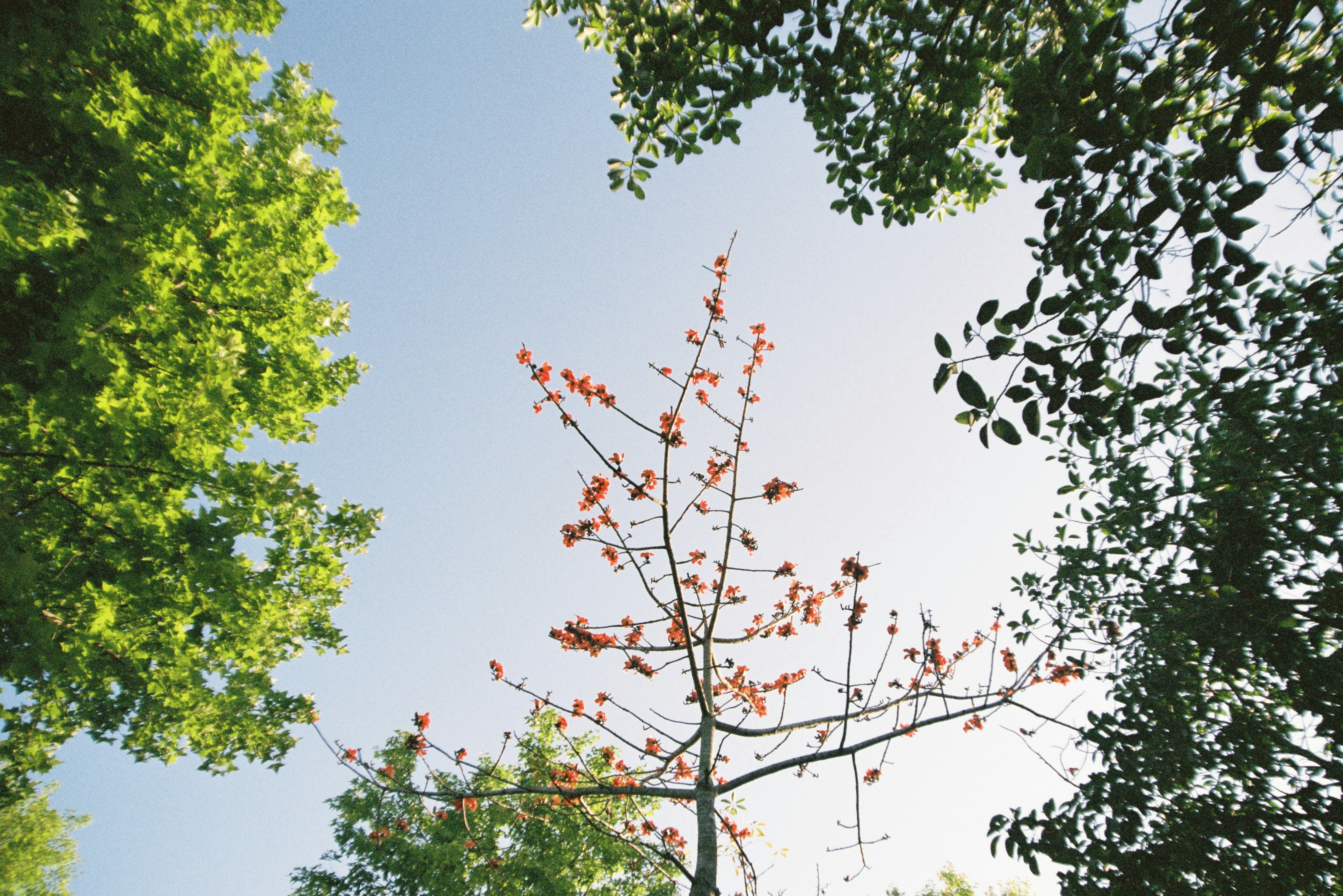 Skyward Orchard: A Branching Tale of Light and Leaves