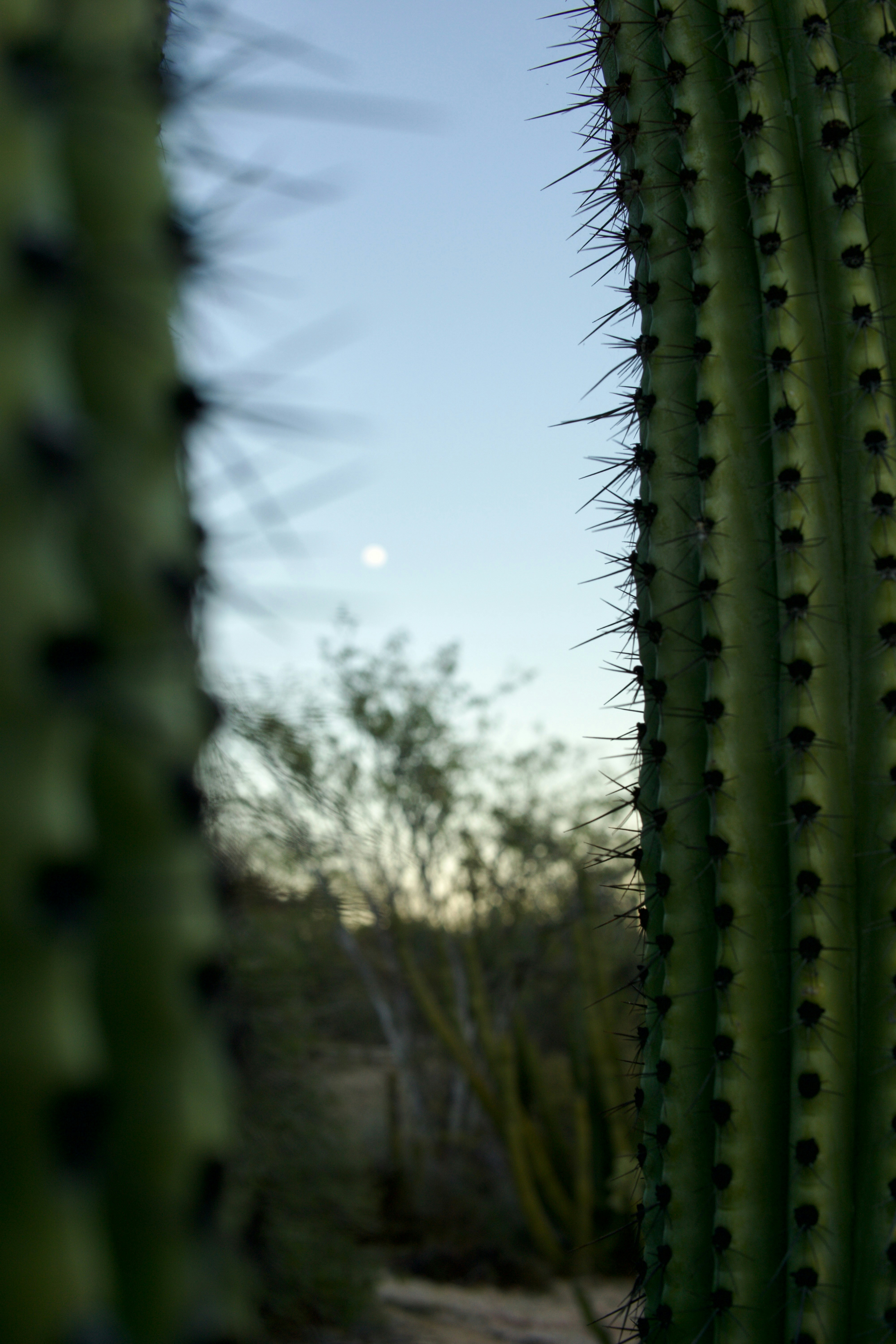 Tall Green Sentinels Framing a Desert Evening Sky