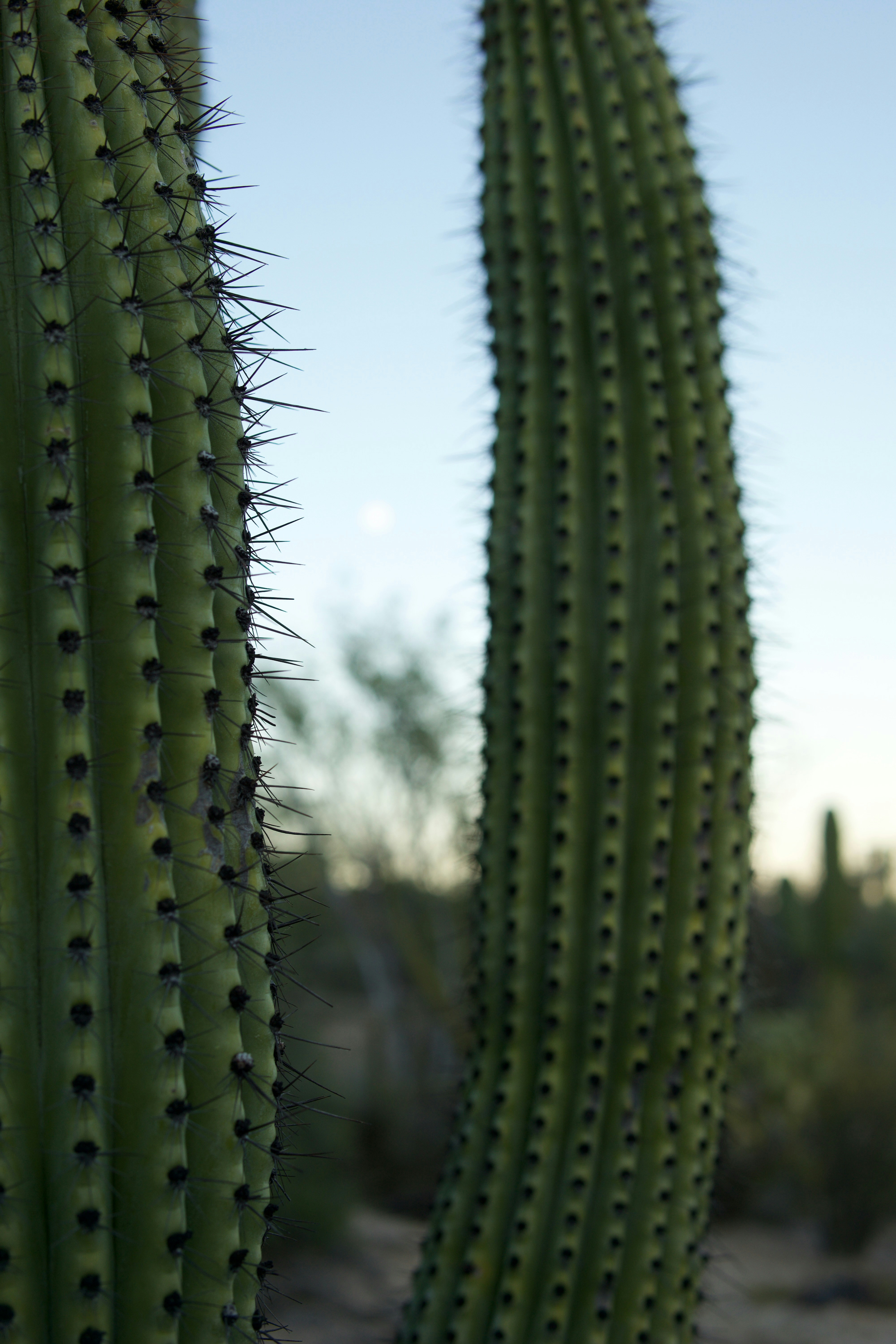 Twin Sentries in a Desert Light