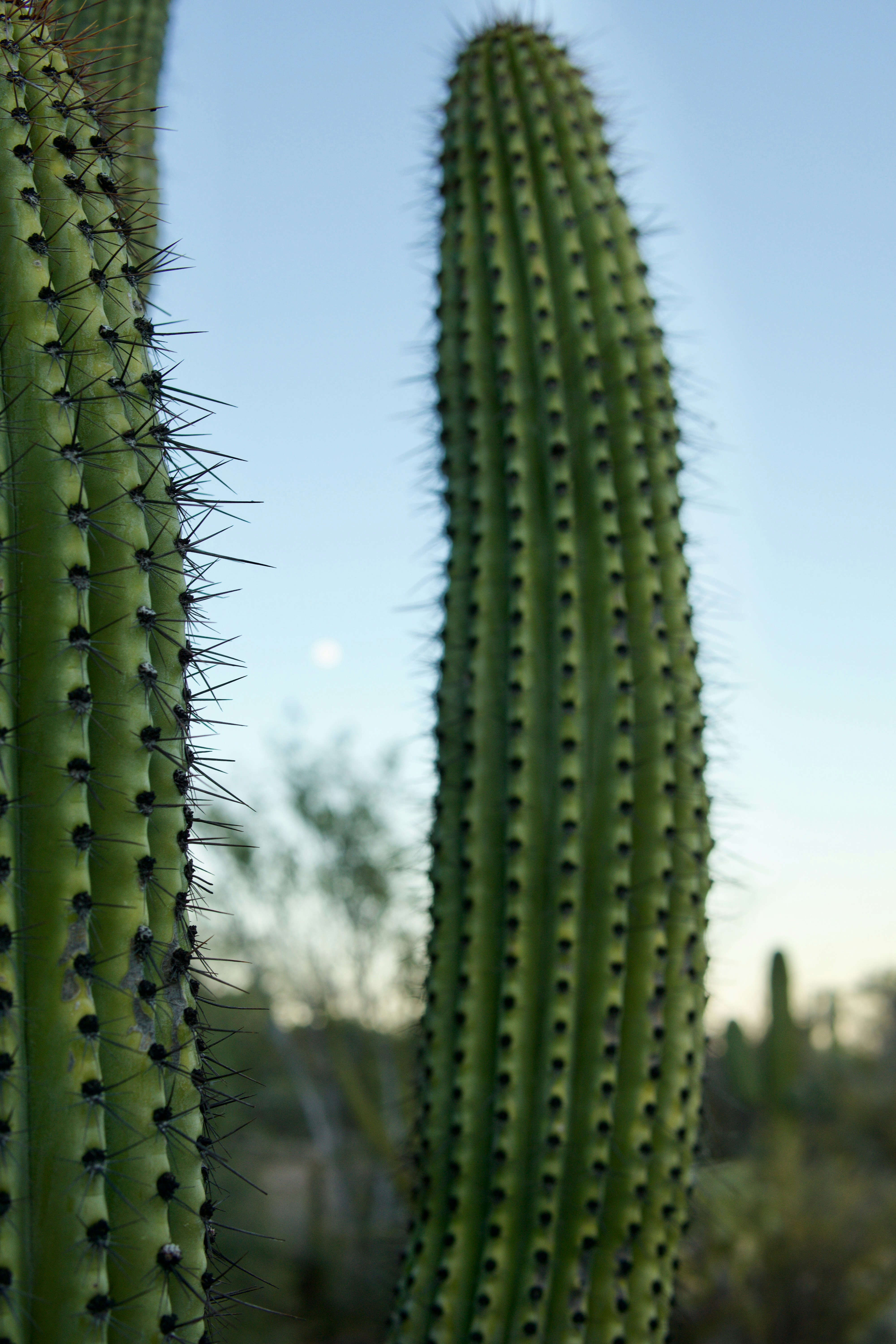 Cacti Sentinels: Two Giant Saguaro-Like Columns Against a Clear Sky