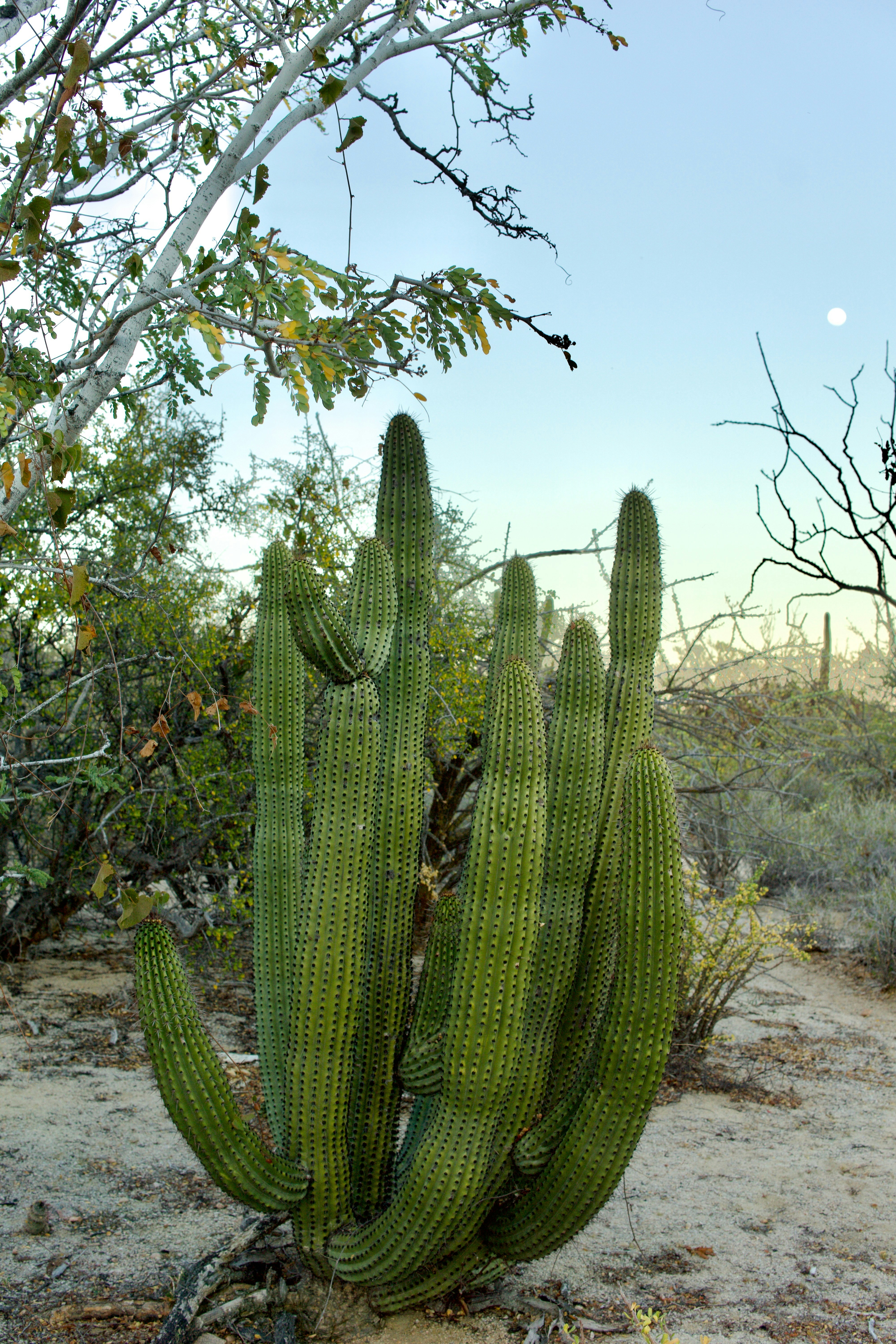 Cactus Colossus Rising from Desert Scrub at Dusk