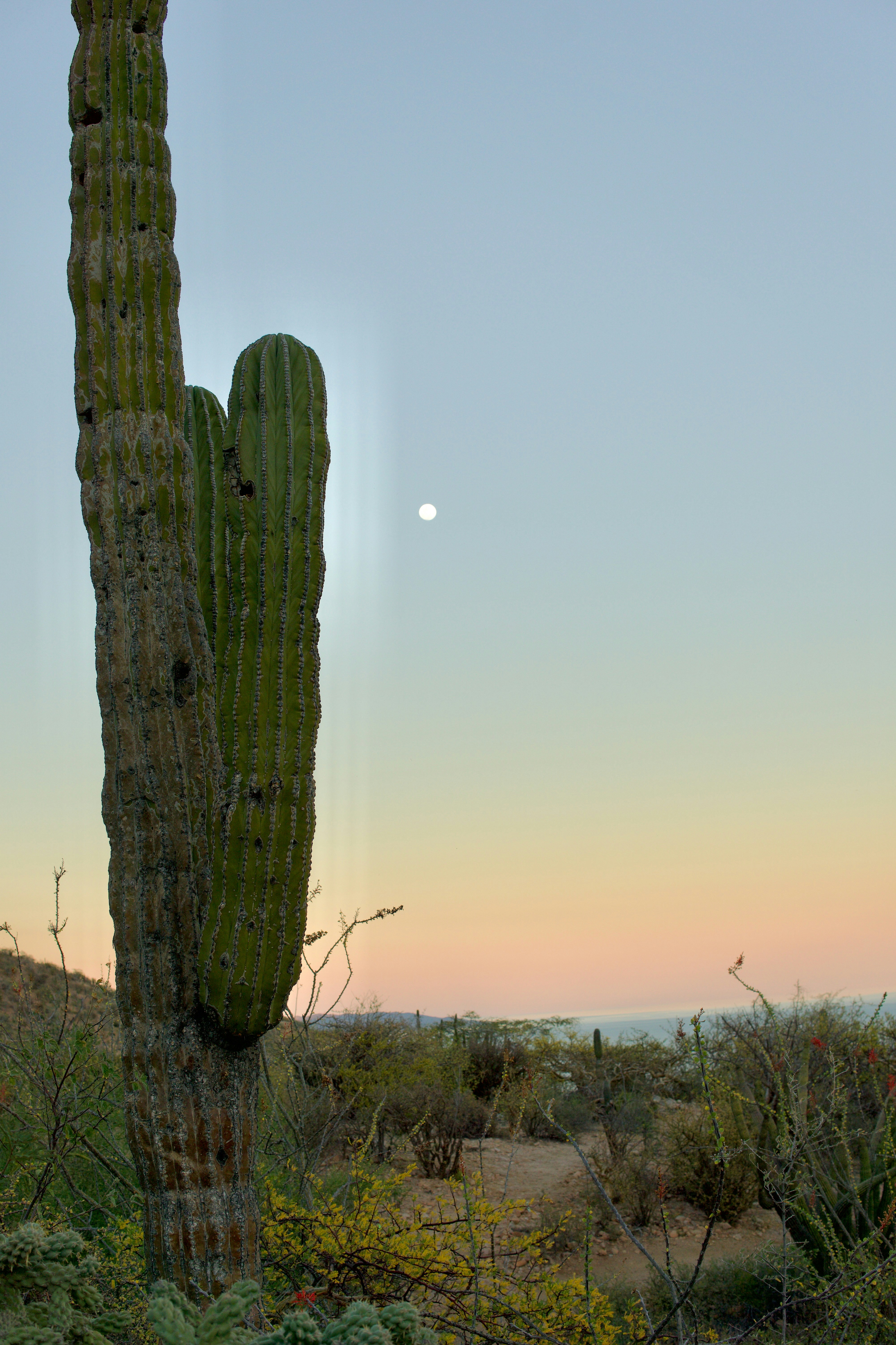 Desert Moonrise over a Lonely Cactus