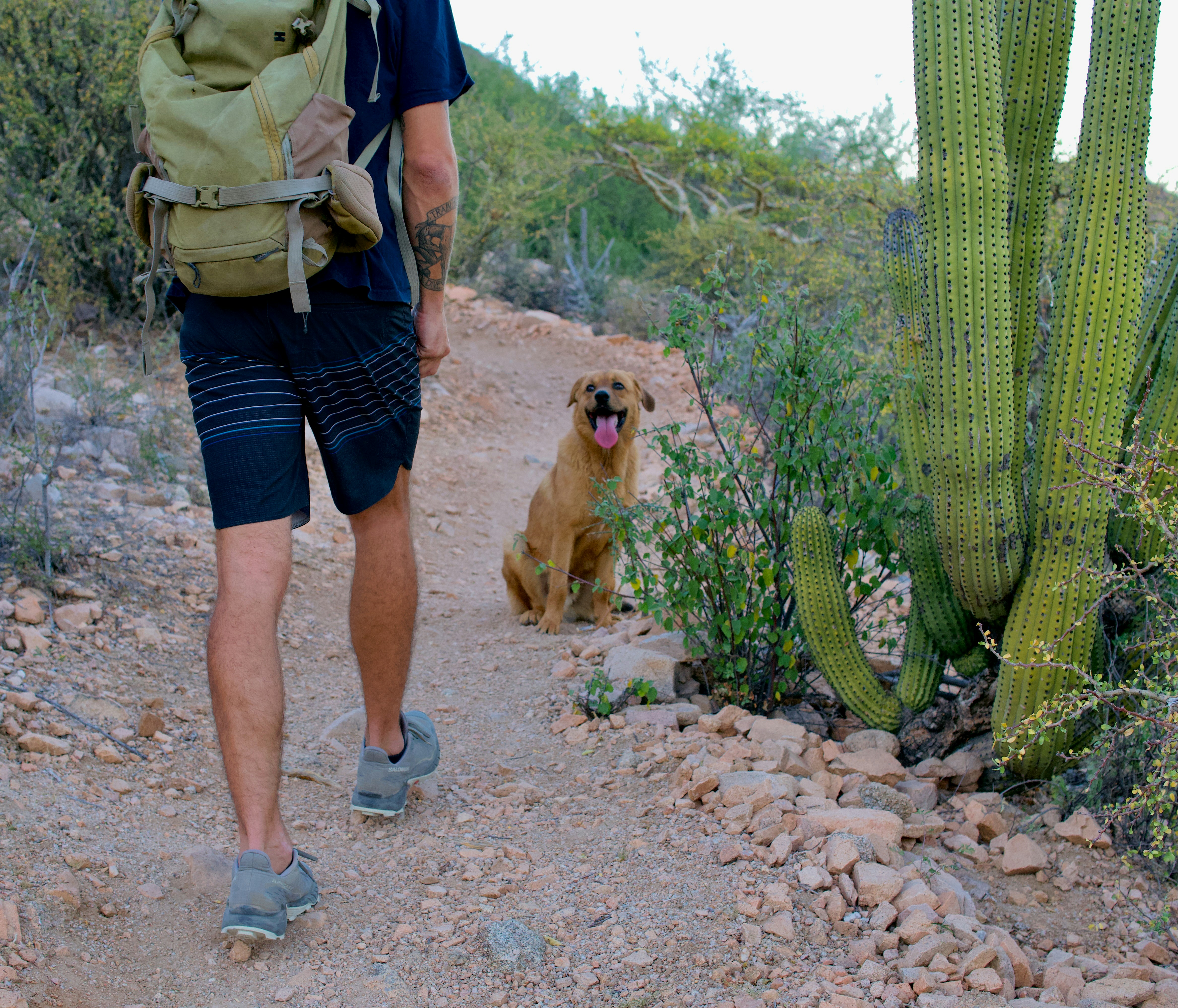 Trail Companion: A Hiker and a Happy Dog on a Rocky Path
