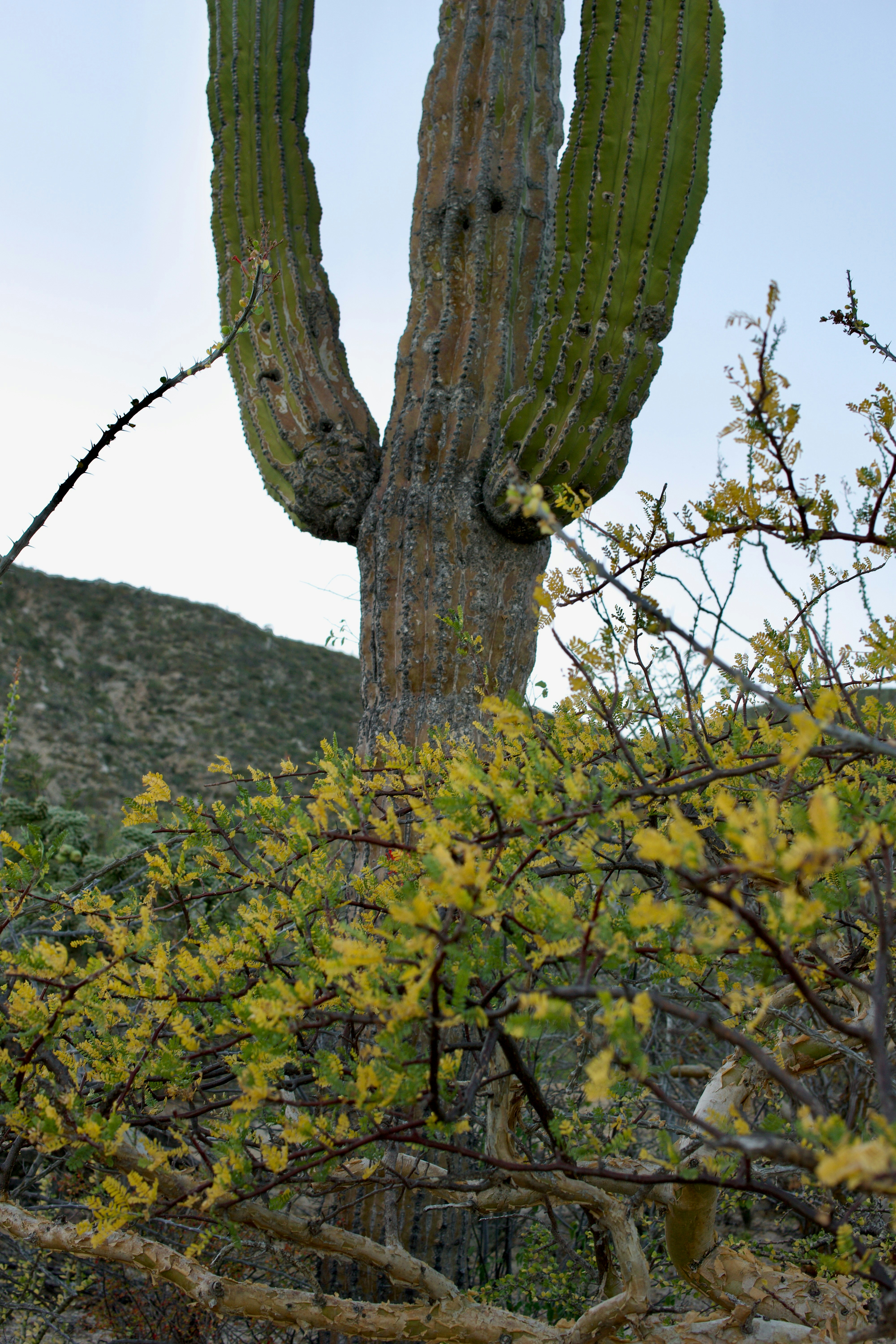 Desert Cactus Sentinel Overlooked by Spring Yellow