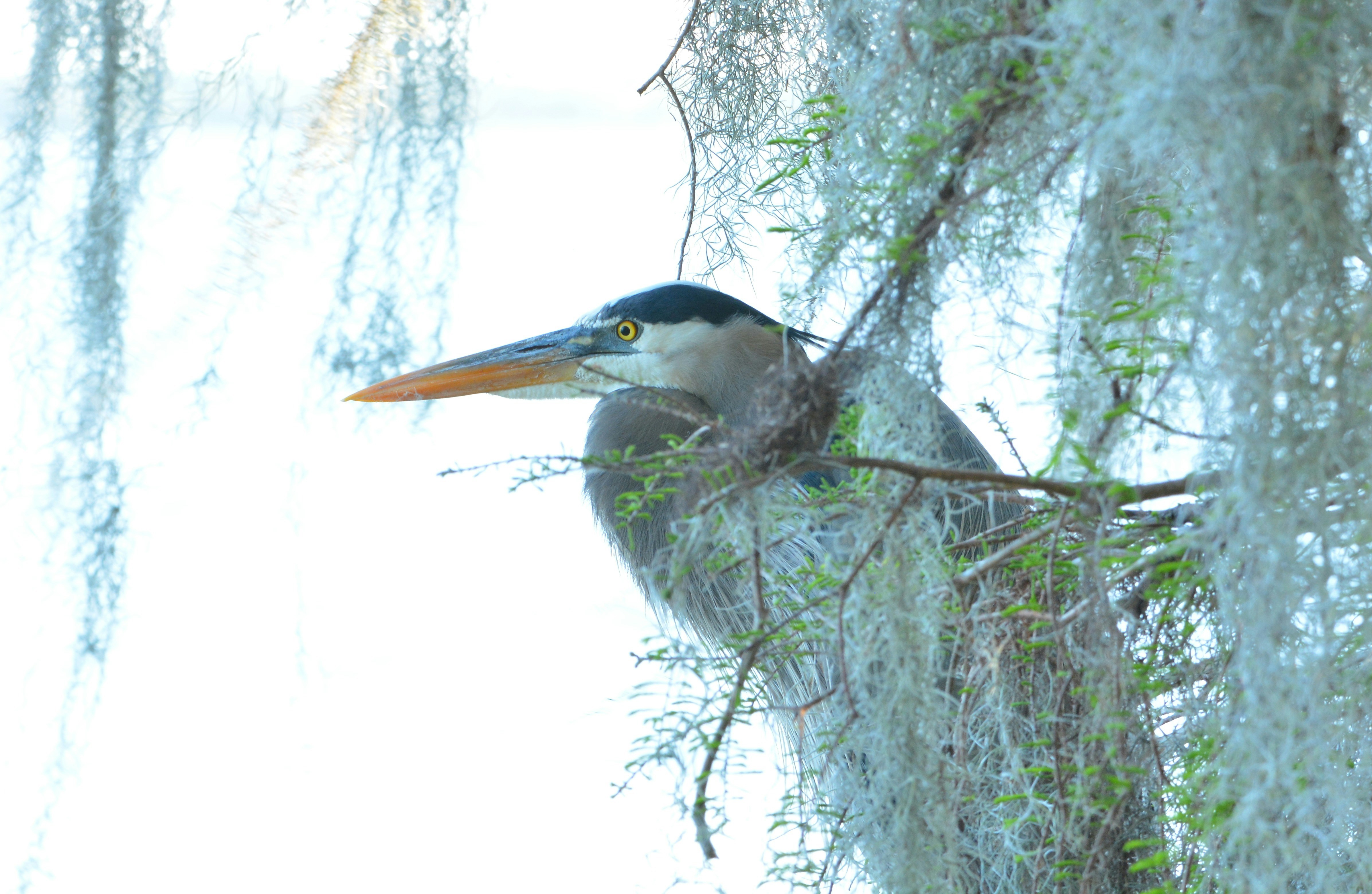 Hidden Watcher on Mossy Perch