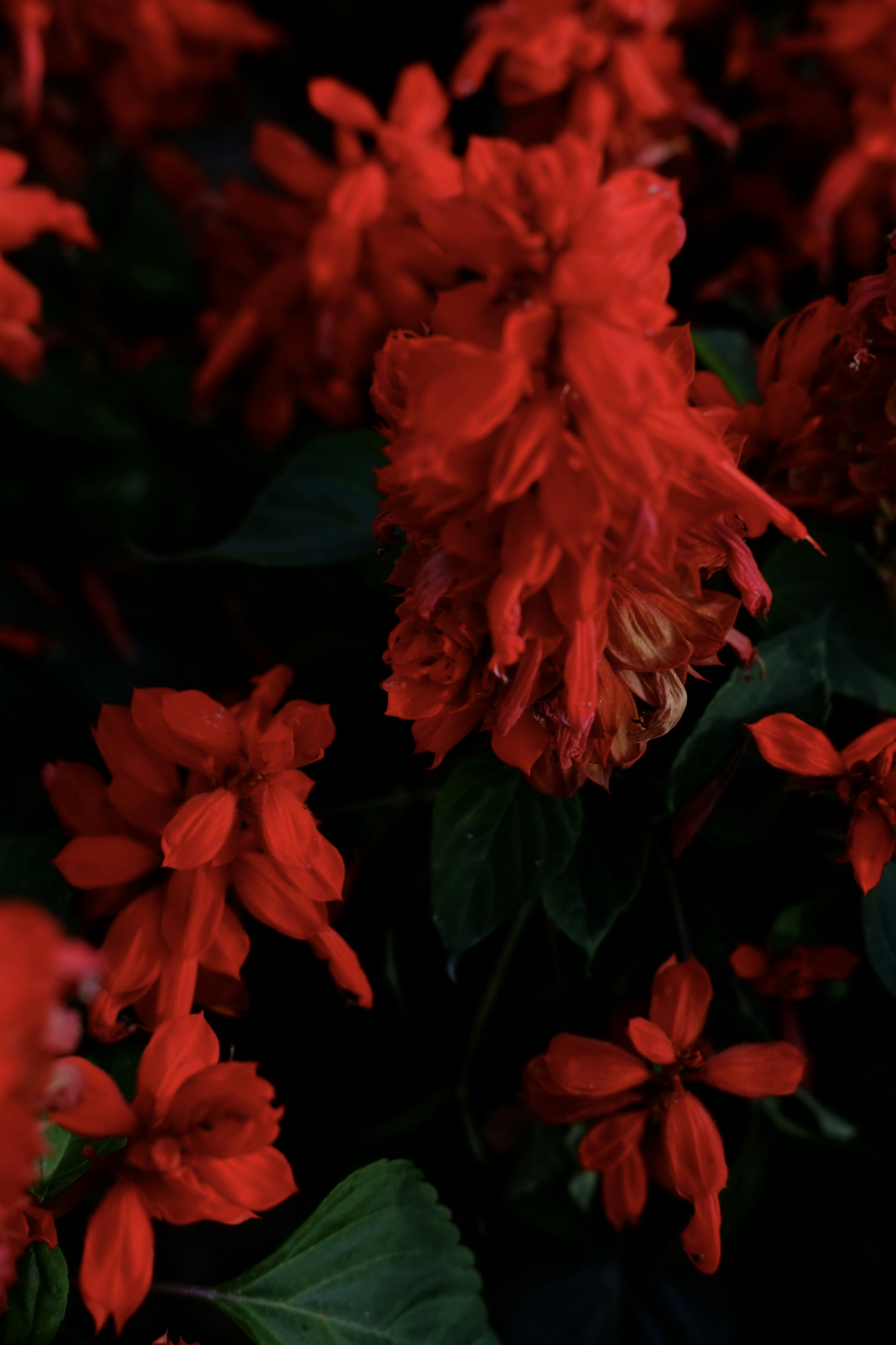 Crimson Bloom in Quiet Shadow