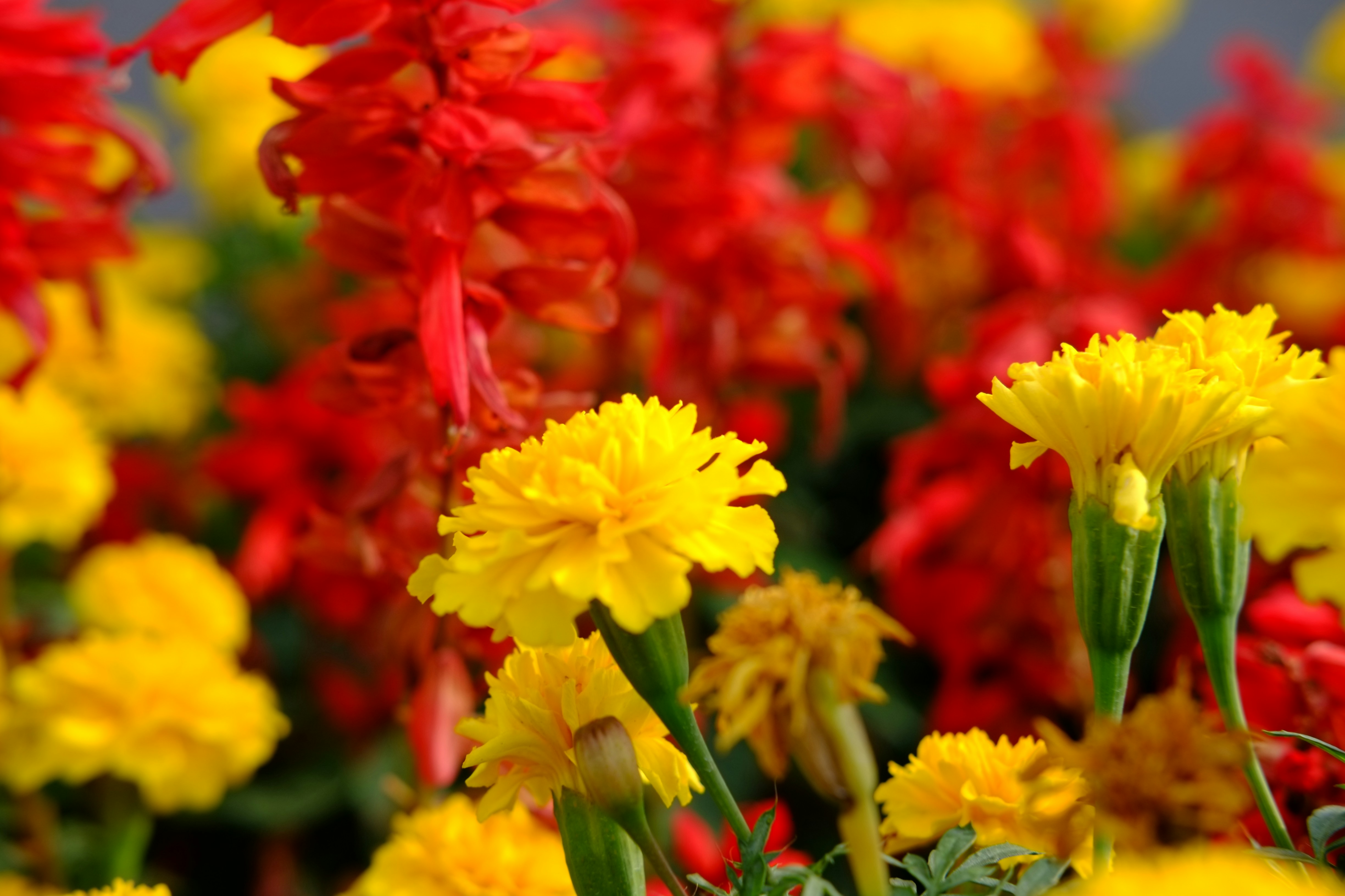 Sunlit Marigold Pulse Among Fiery Red Blooms