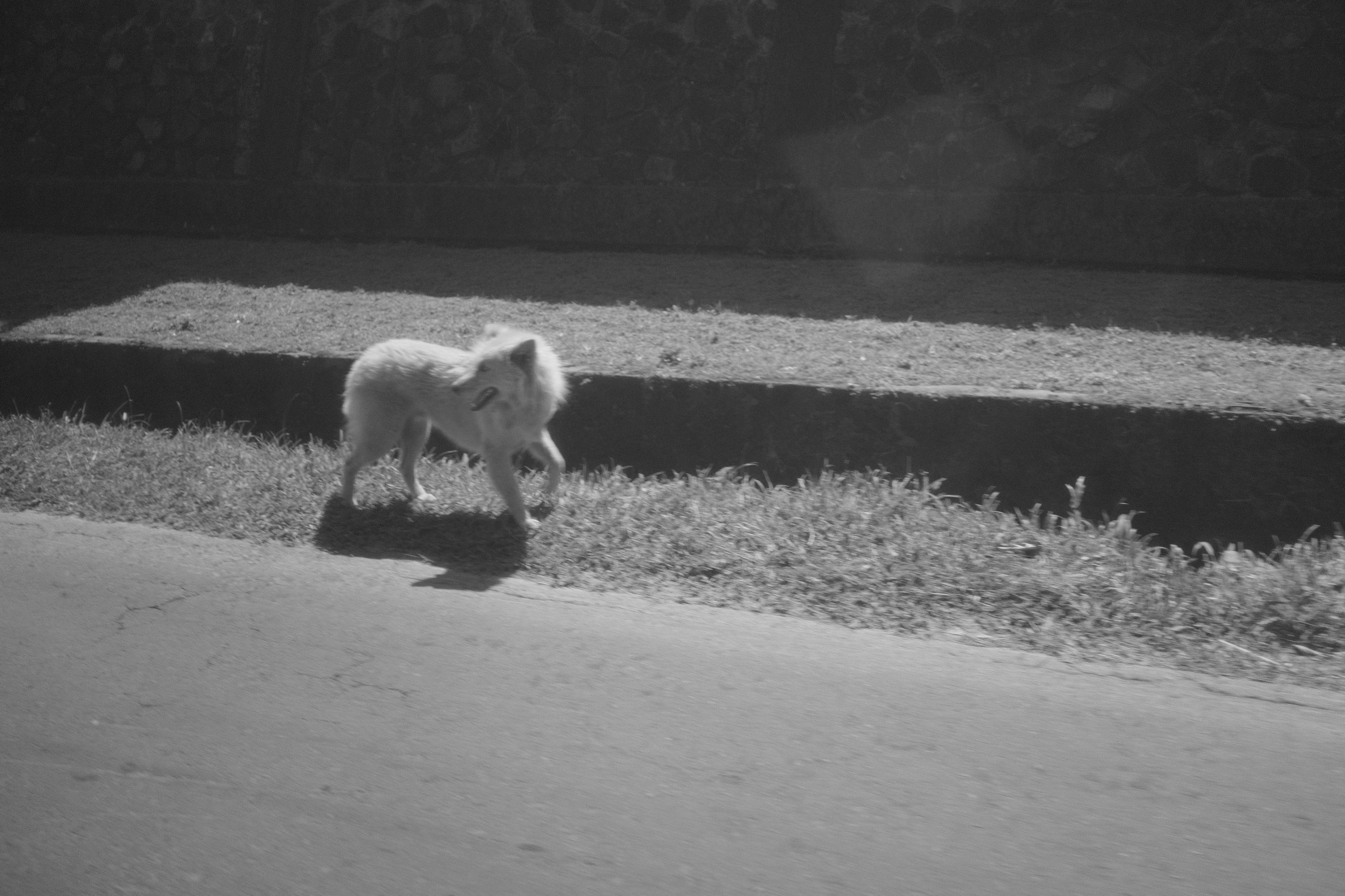 Solitary Pup on a Quiet Path