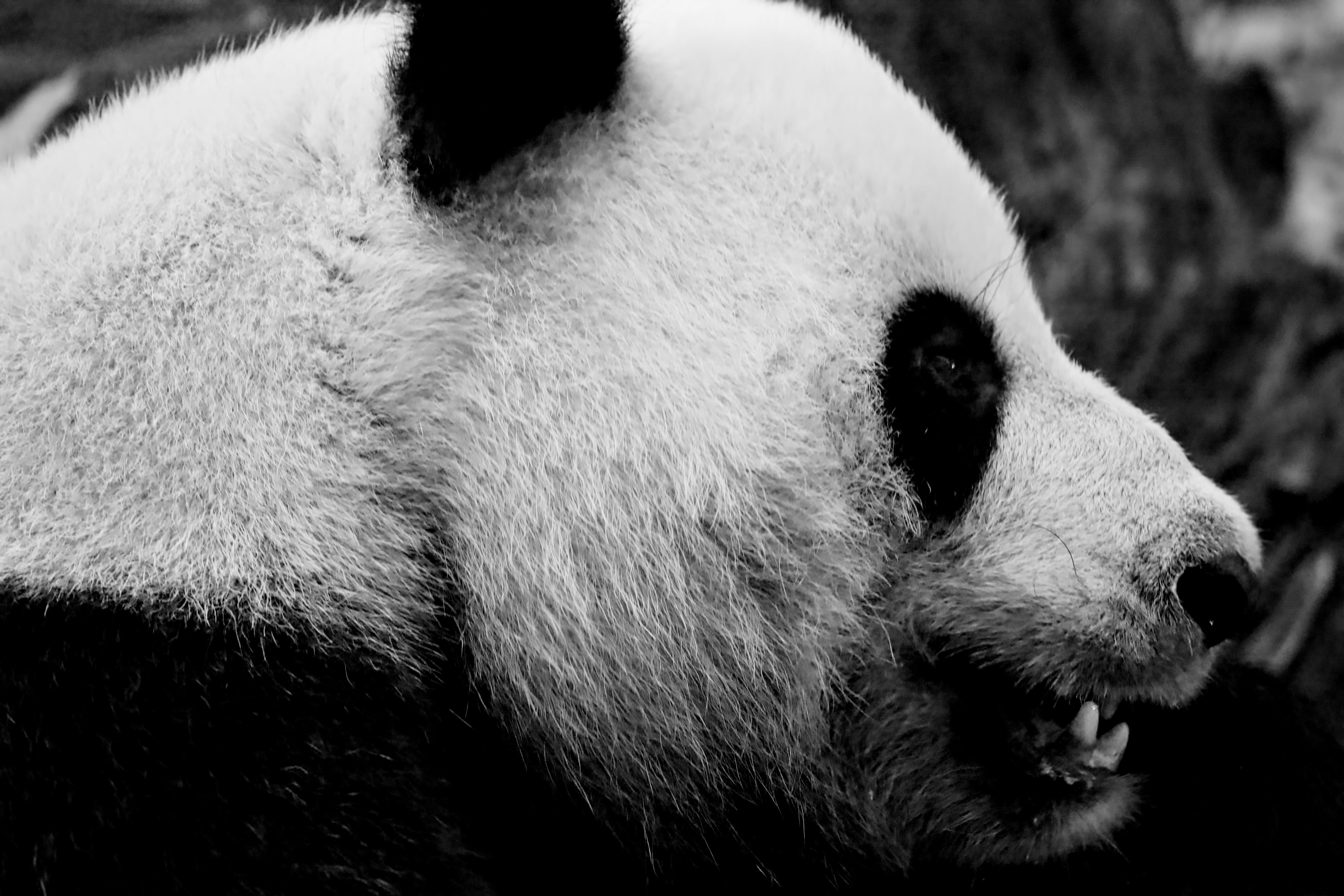Midnight Smile of the Panda