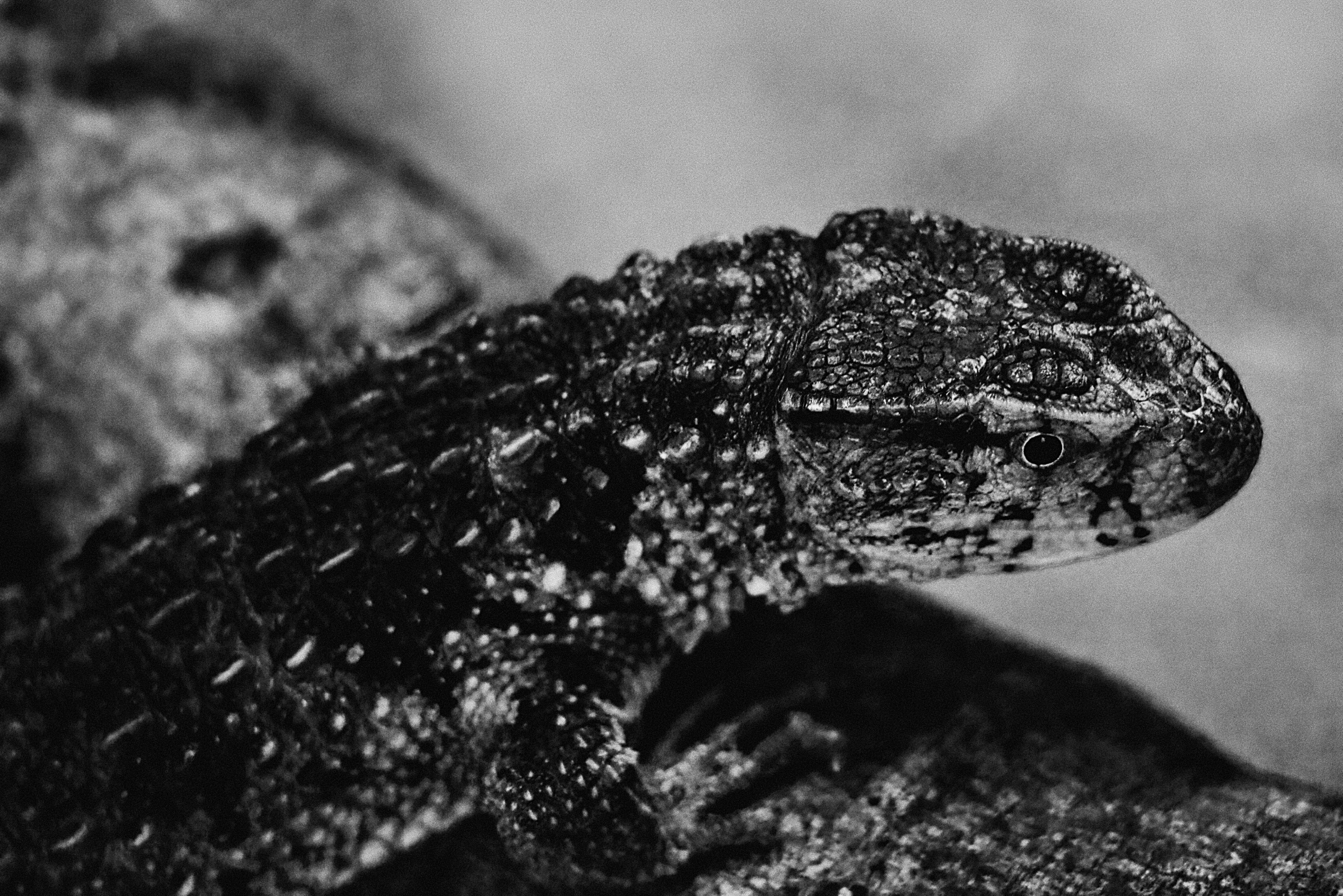 Monochrome Gaze: A Cold-Built Lizard in Focus