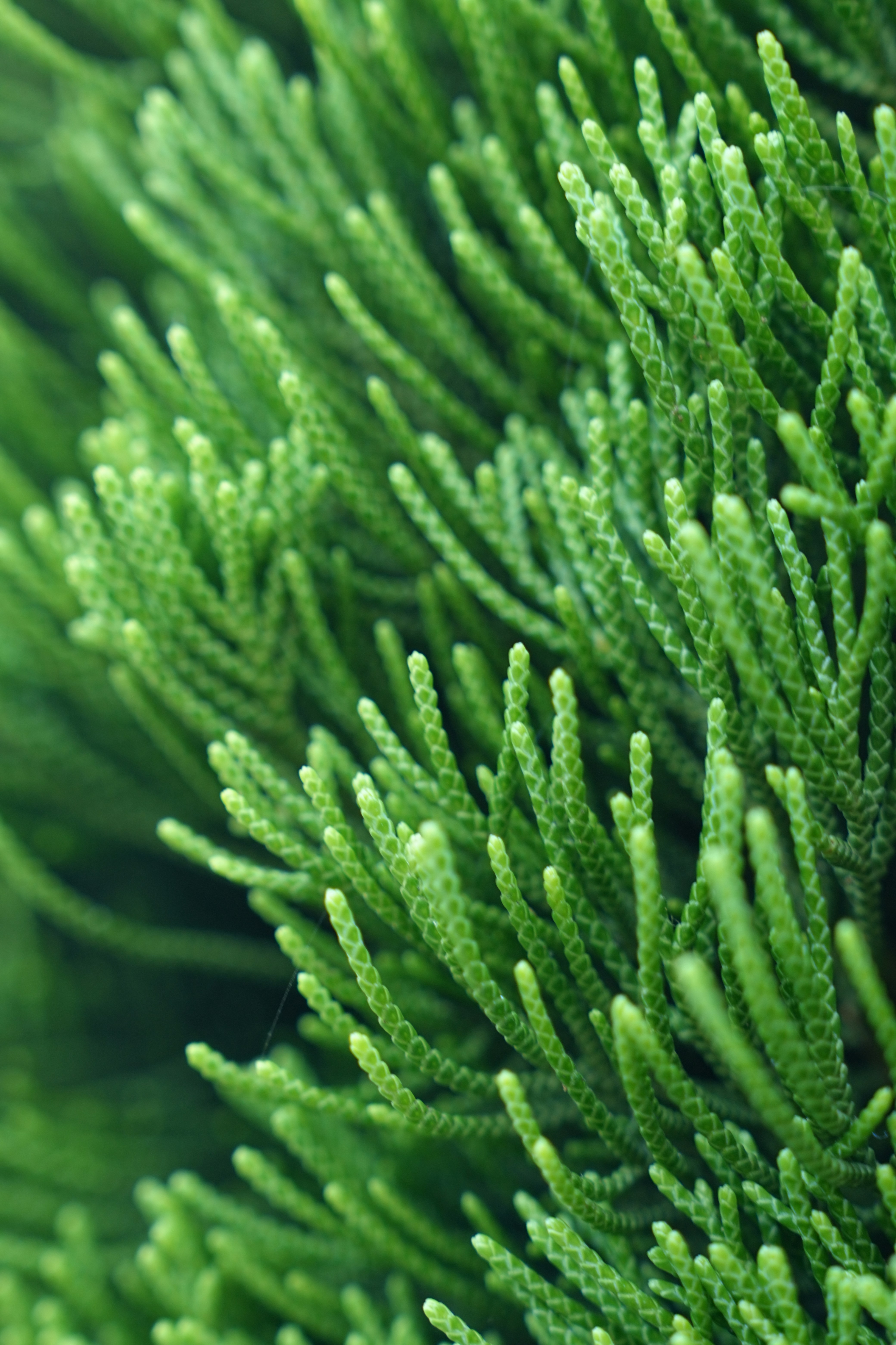 Emerald Pine Needle Macro Quilt