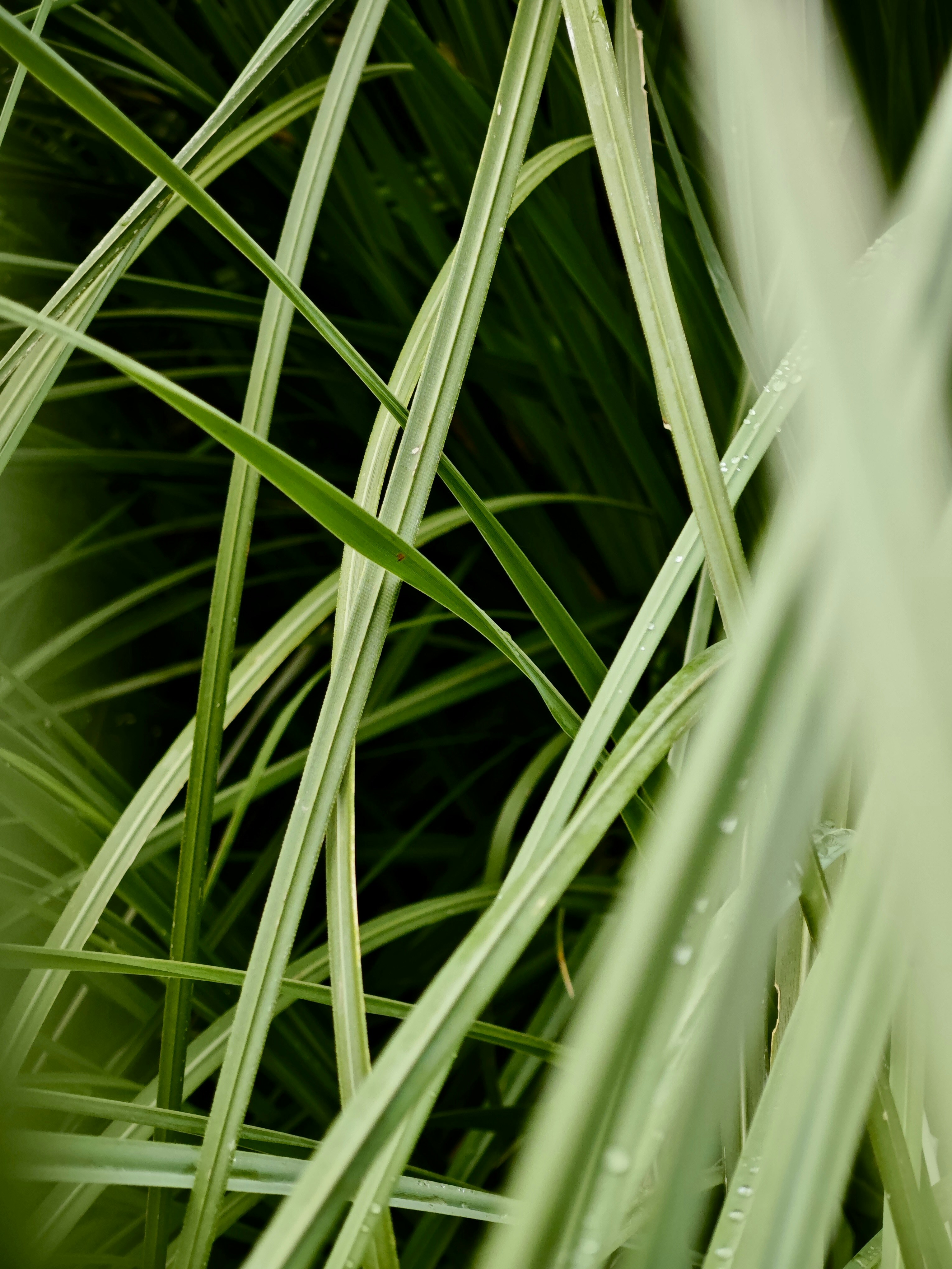 Cascading Green Tufts: An Abstract Weave of Leaves
