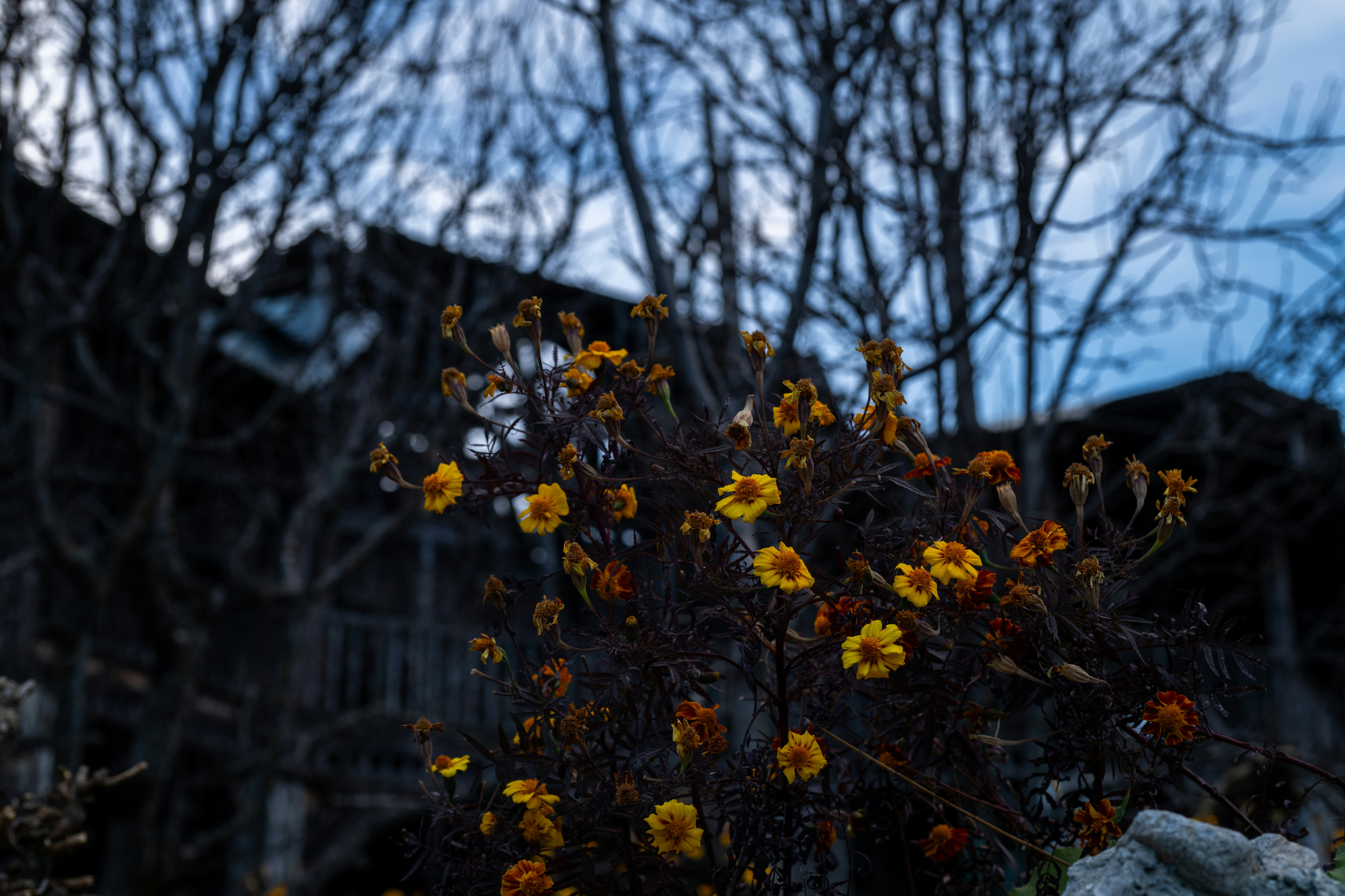 Blossoms in the Dusky Backyard