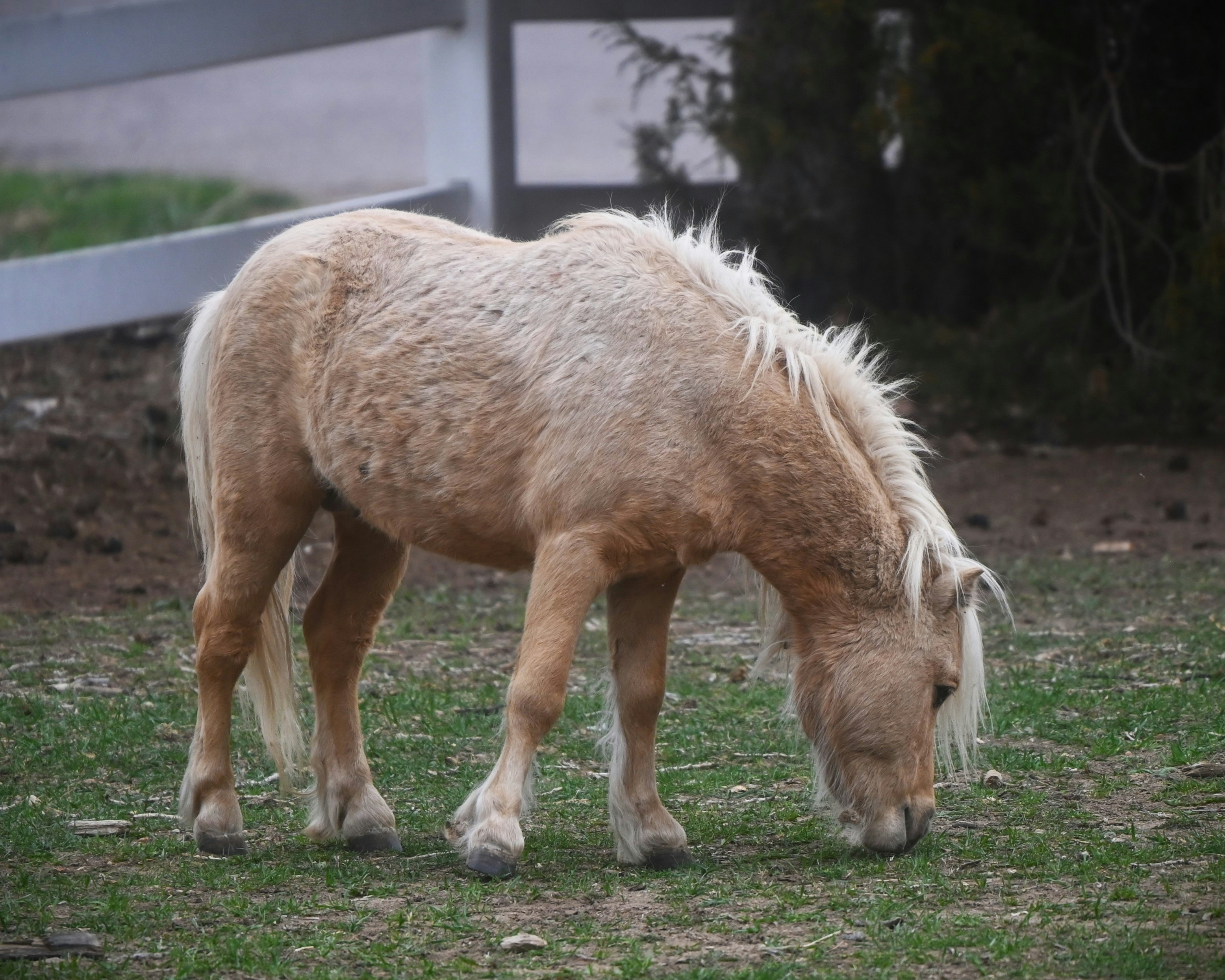 Grazing in a Quiet Corner: Pale Mane in Soft Light