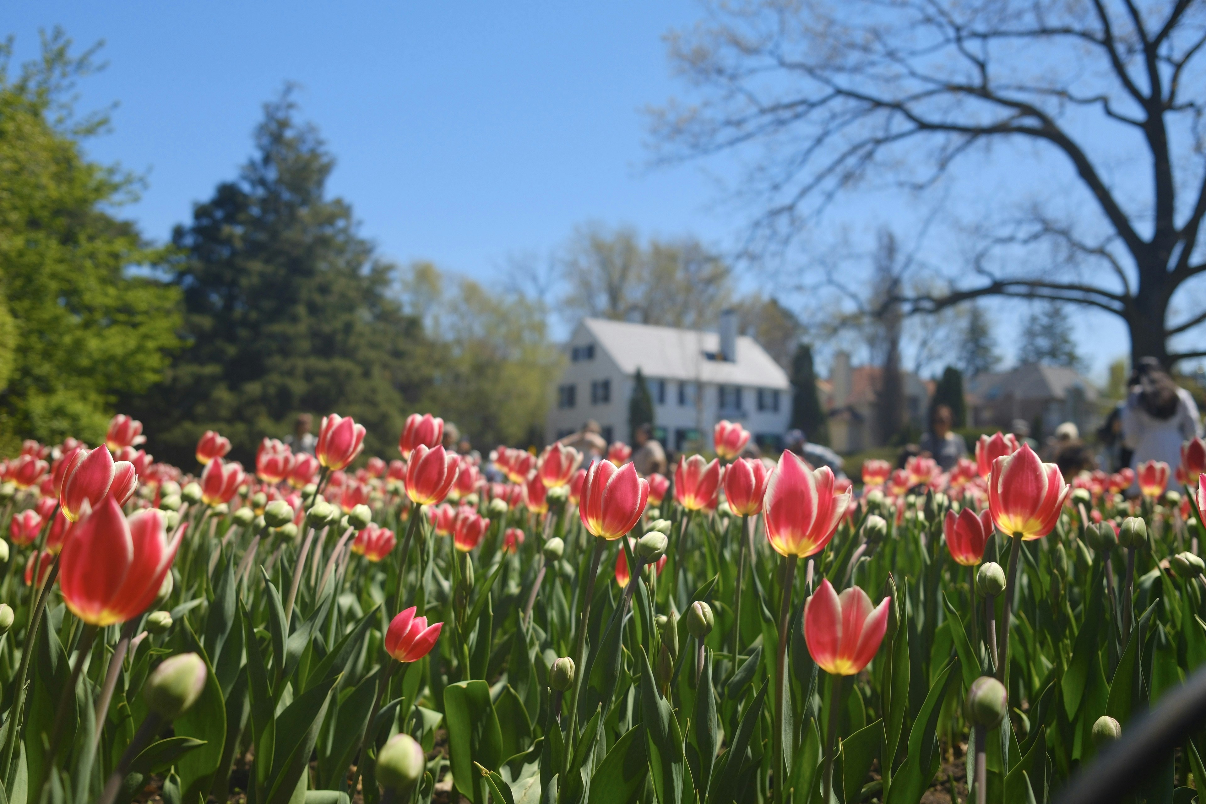 Tulip Sea Under a Quiet Town Sky